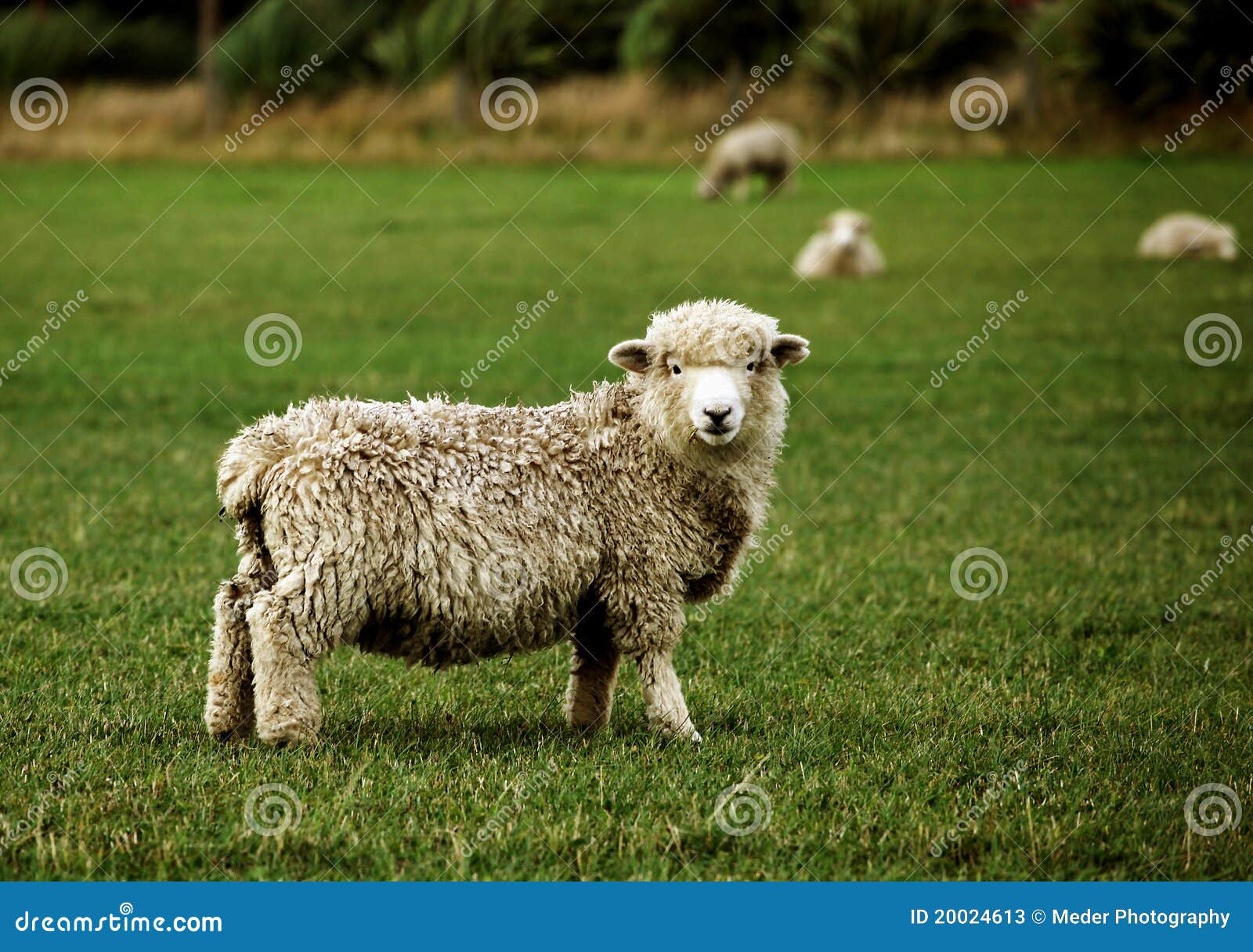 Sheep grazing stock image. Image of lamb, farm, easter - 20024613