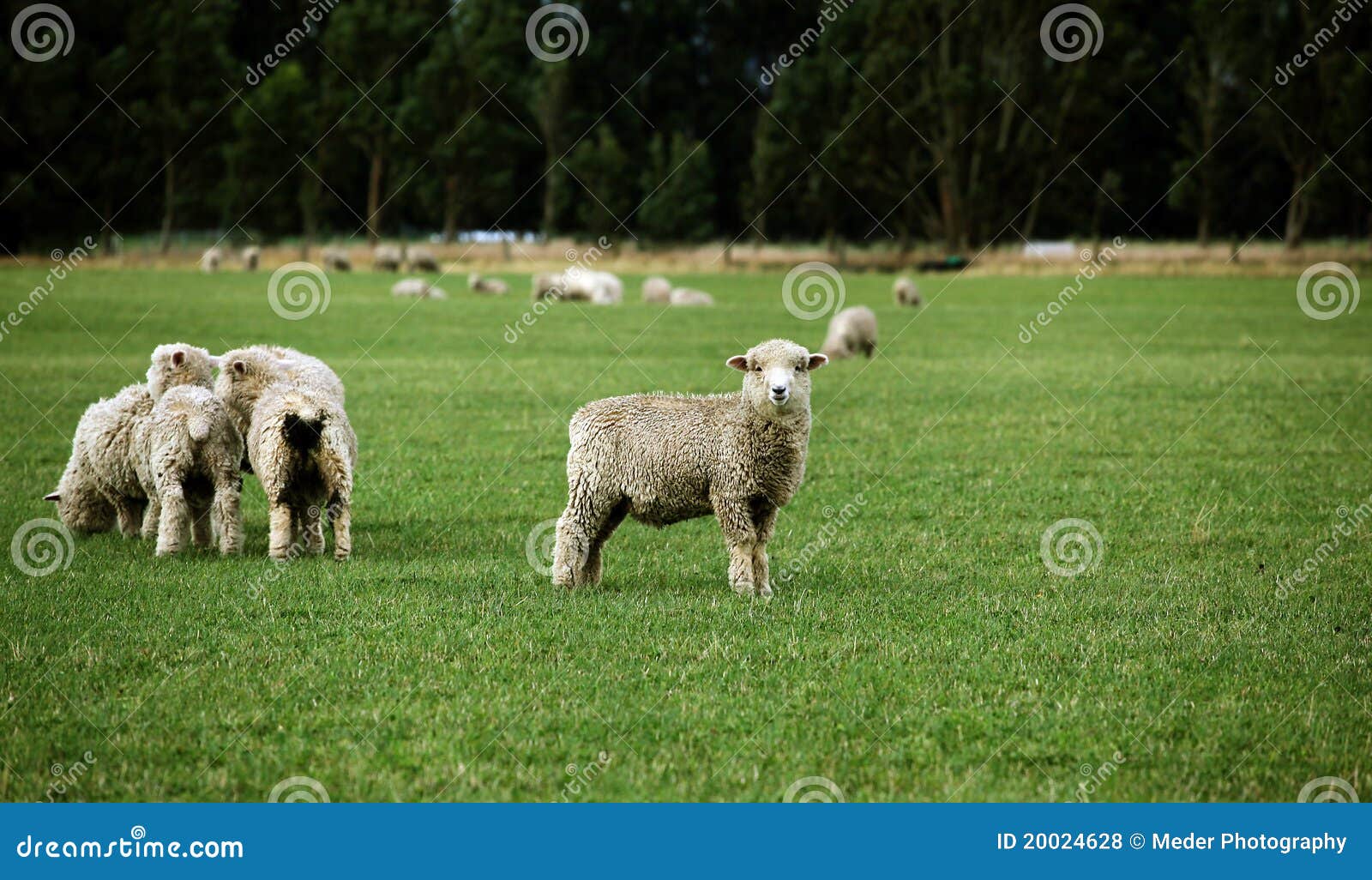 Sheep grazing stock photo. Image of mammal, farm, fleecy - 20024628