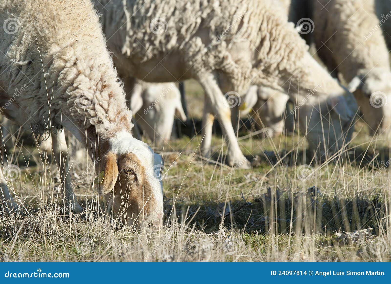 Sheep grazing. stock photo. Image of lamb, food, livestock - 24097814