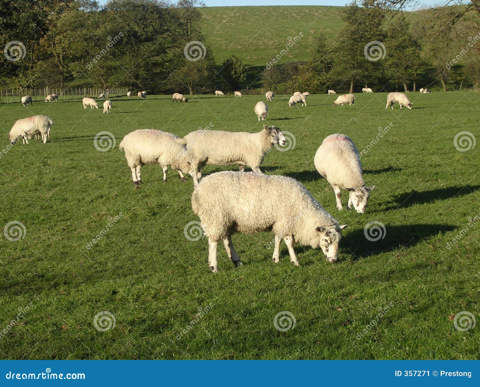 Sheep Grazing. stock image. Image of farming, sheep, autumn - 357271