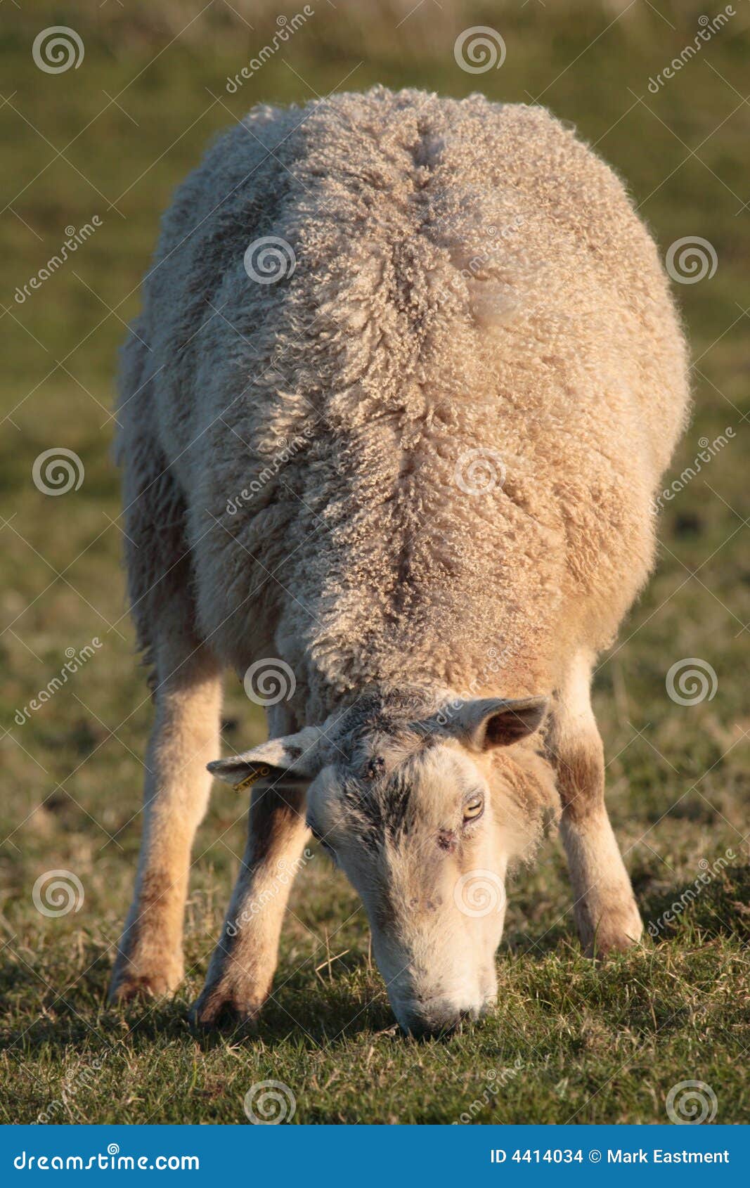 Sheep Grazing stock photo. Image of nature, grass, sheep - 4414034