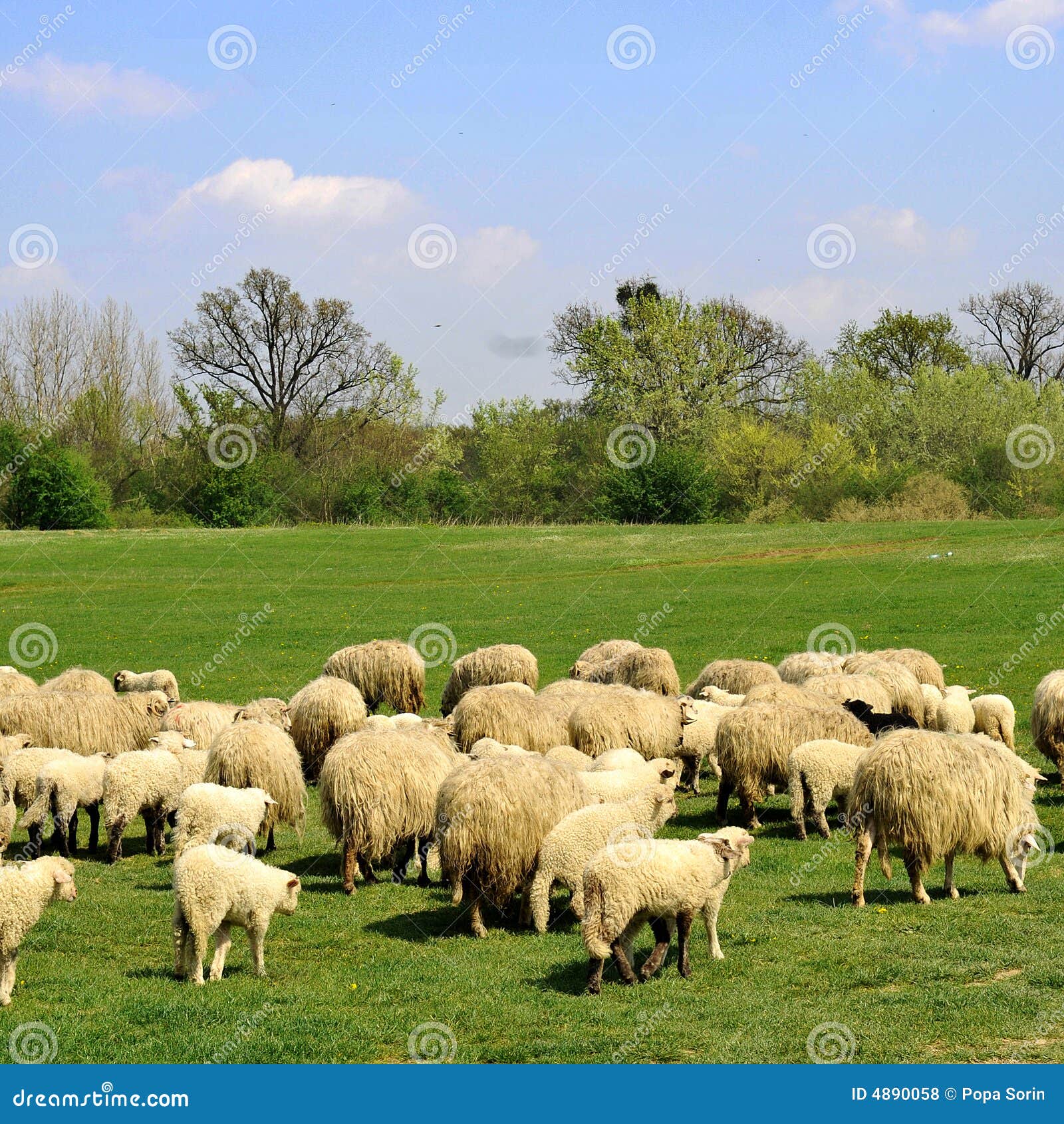 Sheep grazing stock photo. Image of provincial, farmland - 4890058
