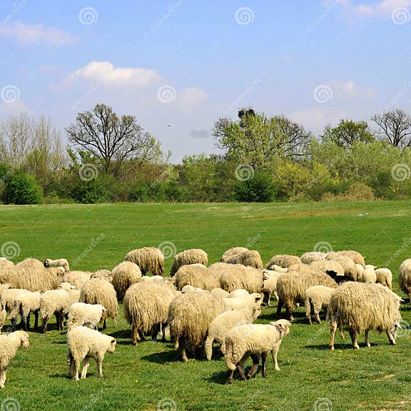Sheep grazing stock photo. Image of provincial, farmland - 4890058
