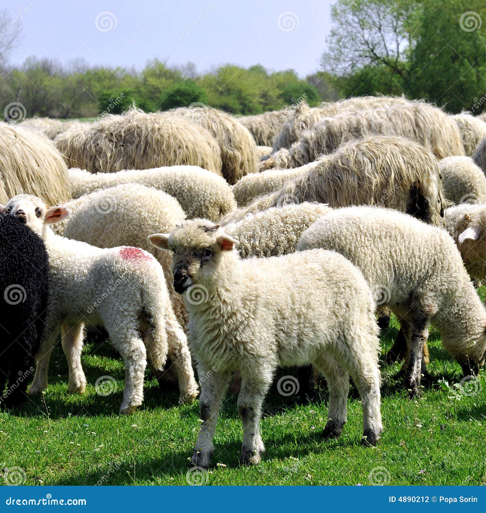 Sheep grazing stock photo. Image of hill, feeding, grazing - 4890212