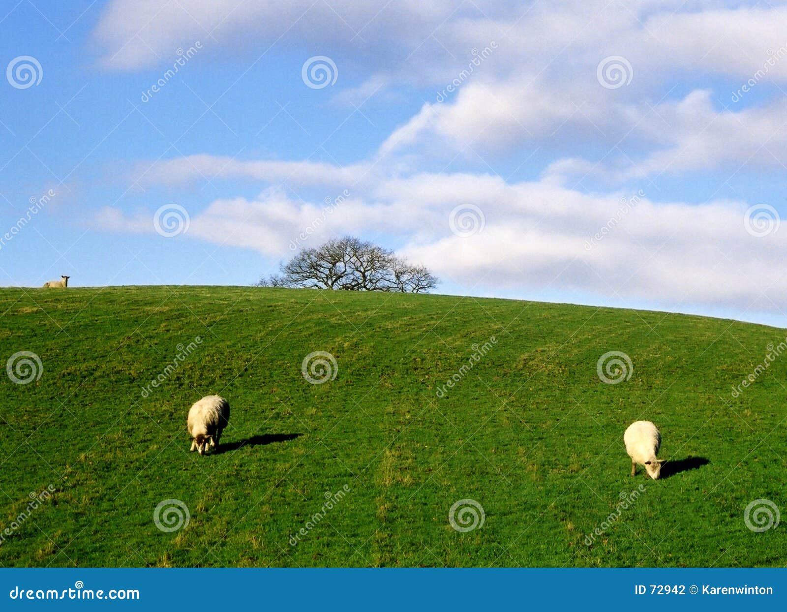 Sheep grazing stock photo. Image of farm, pastoral, sheep - 72942