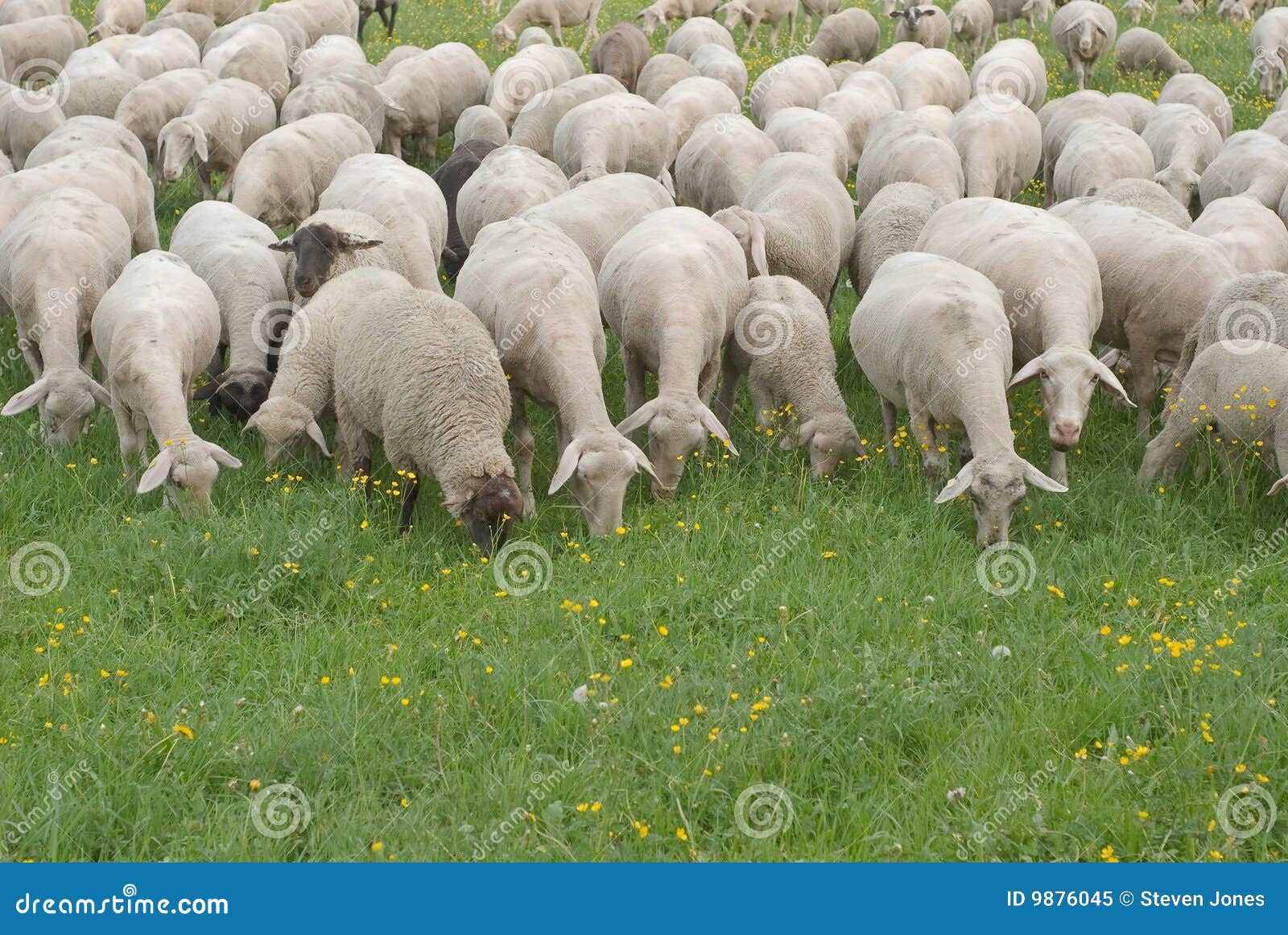 Sheep Grazing stock image. Image of environment, mutton - 9876045