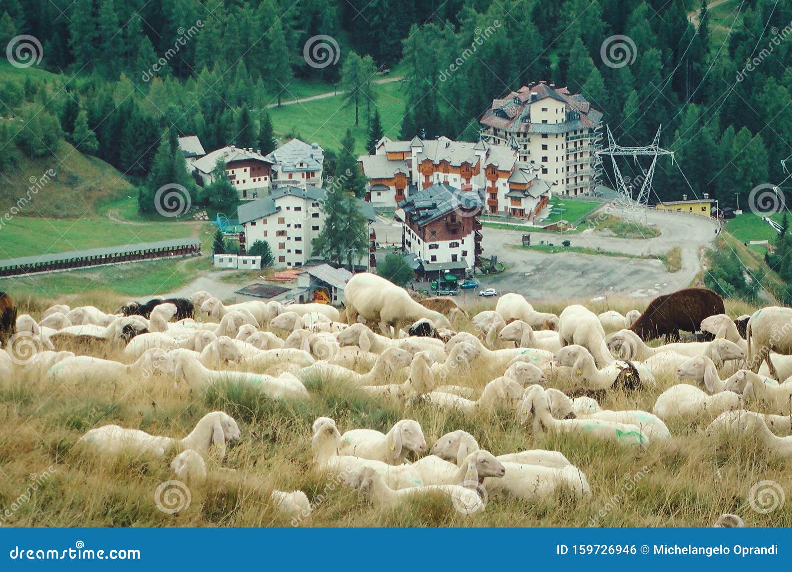 Sheep Grazing Above a Modern Mountain Village Stock Photo - Image of ...