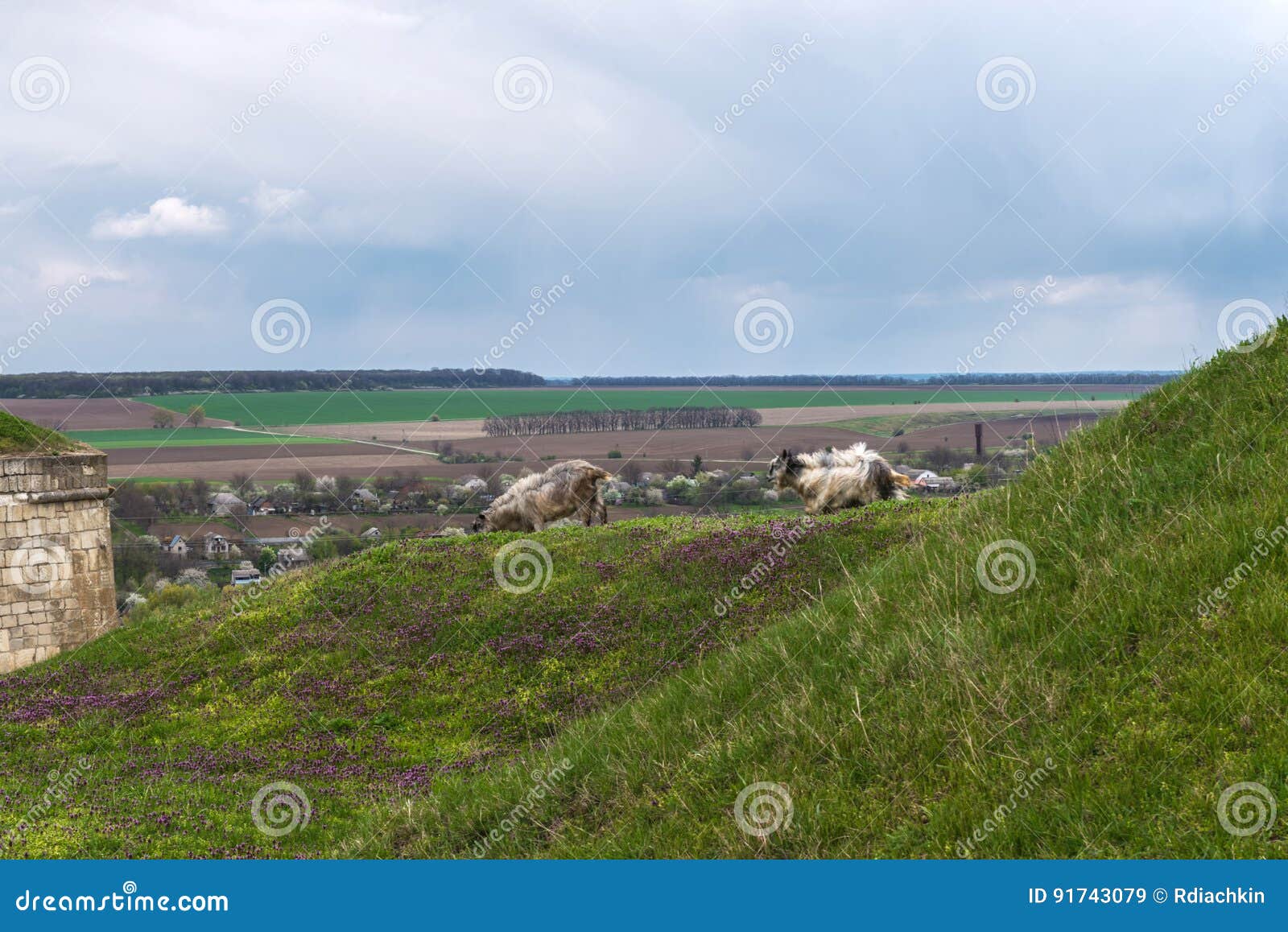 Sheep Grazing Along the River and Near the Castle Wall Stock Image ...