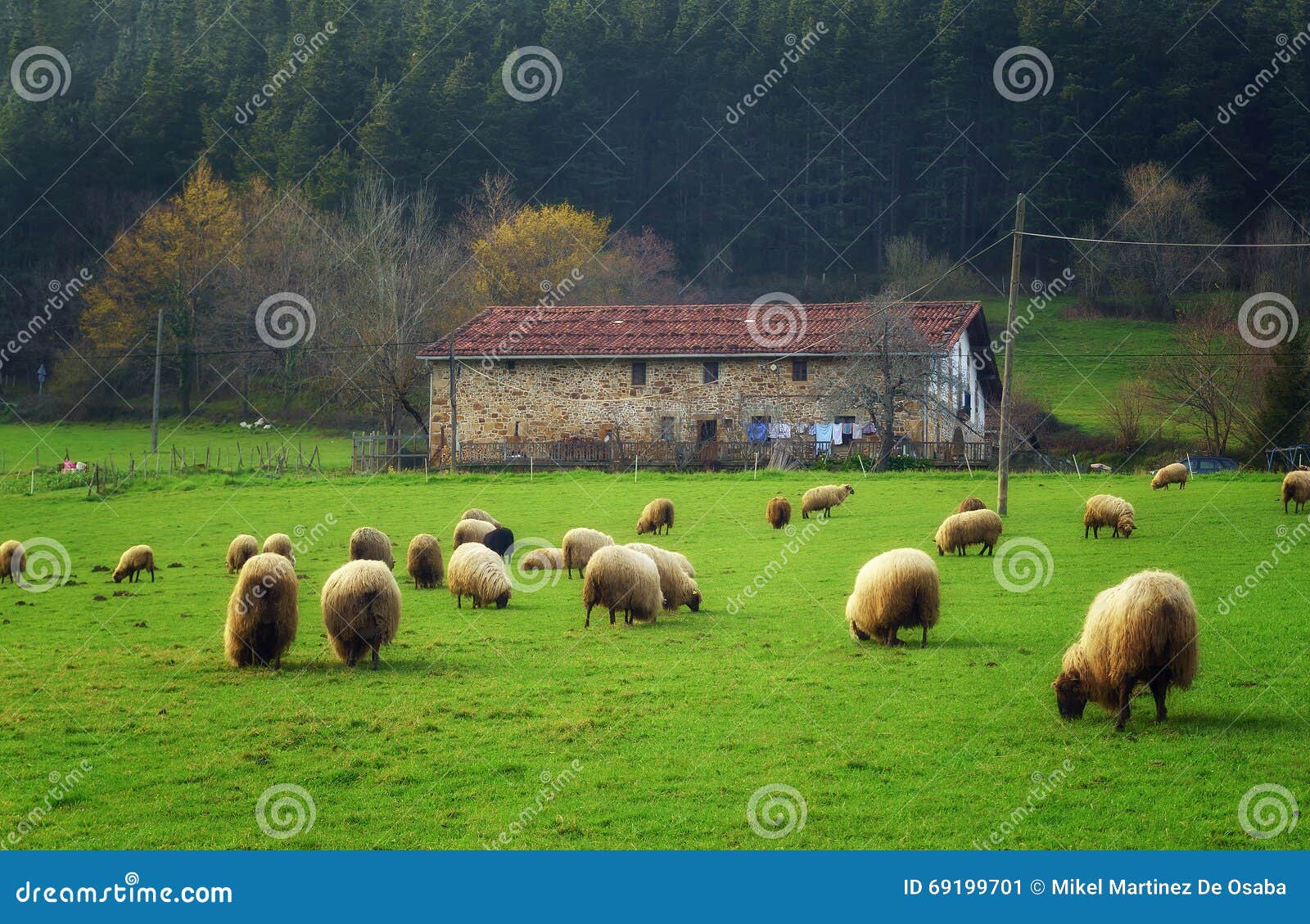Sheep Grazing in Basque Country Stock Image - Image of mountain, flock ...