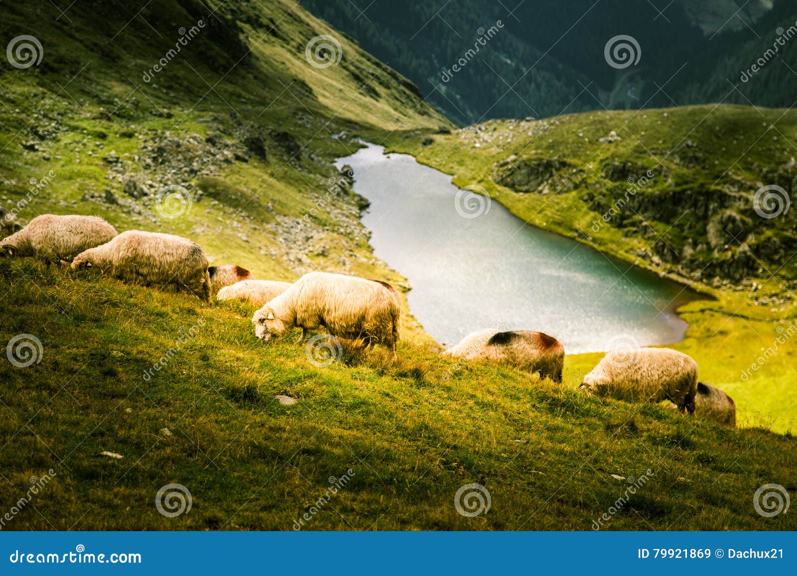 Sheep Grazing in Carpathian Mountains Stock Image - Image of hiking ...