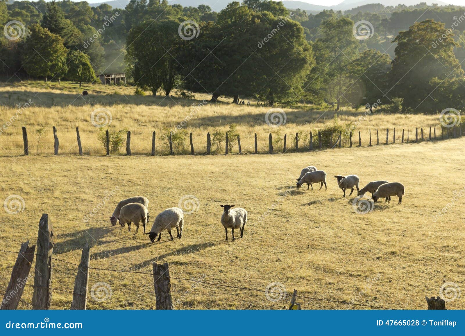 Sheep grazing in Chile stock photo. Image of hide, herd - 47665028