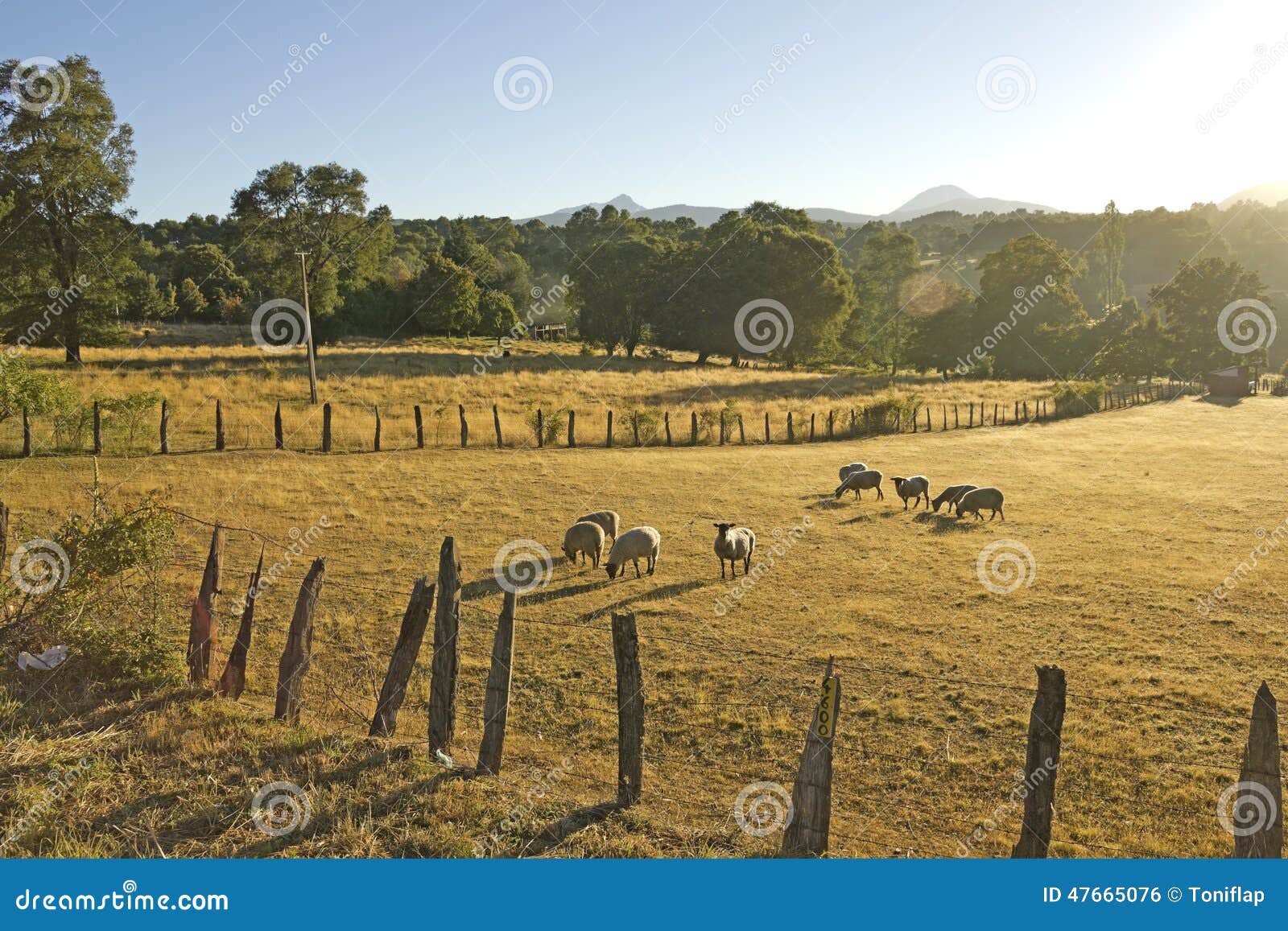 Sheep grazing in Chile stock photo. Image of landscape - 47665076