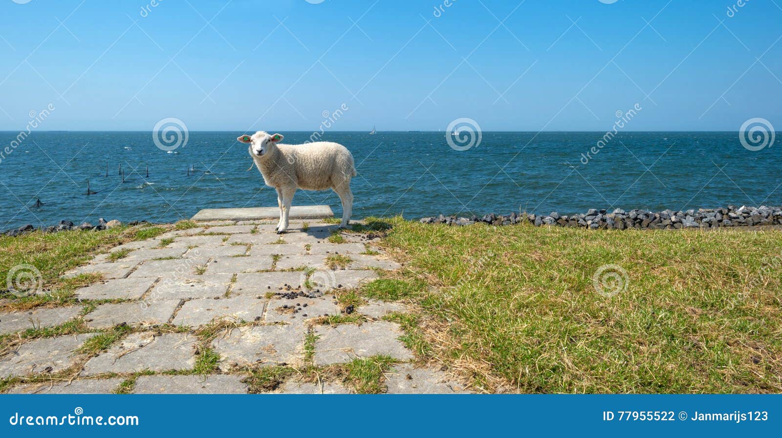 Sheep Grazing on a Dam Along a Lake Stock Photo - Image of coast ...