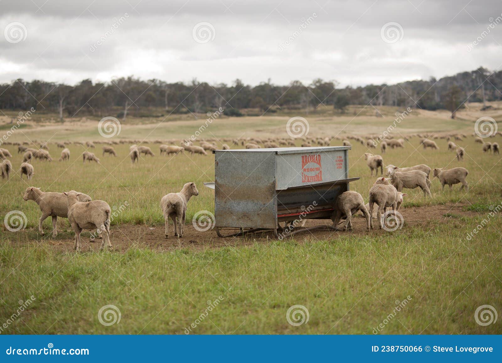 Sheep Grazing and Feeding from Feed Grain Bins on a Farm Paddock ...