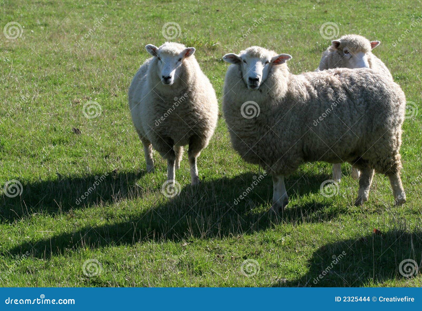 Sheep Grazing in Field stock photo. Image of pasture, grass - 2325444