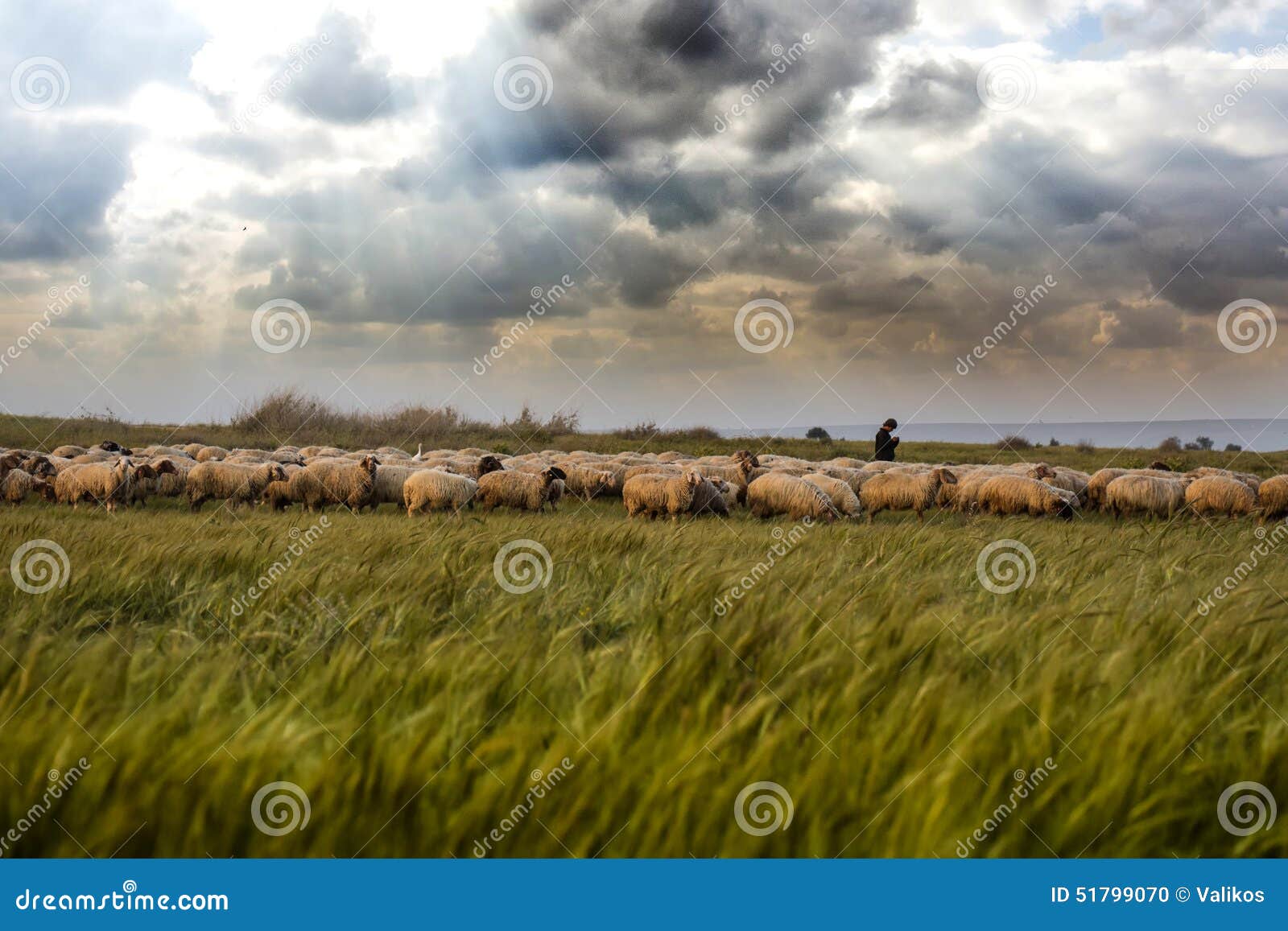 Sheep Grazing On A Farm Field Near The Rebuilt Set For The Hobbit And ...