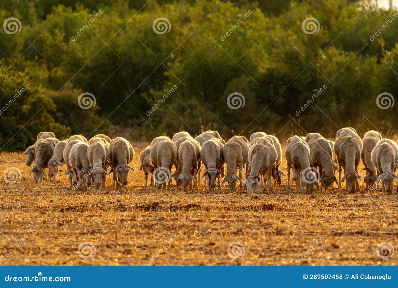 Sheep Grazing in the Field after Harvest Stock Photo - Image of harvest ...