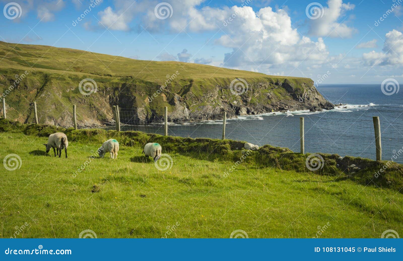 Sheep Grazing in a Field at Malin Beg, Co. Donegal Stock Image - Image ...
