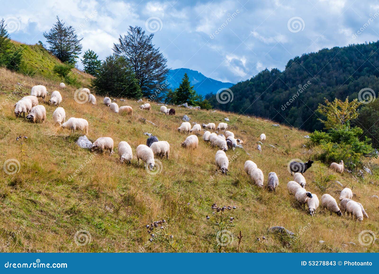 Sheep grazing stock image. Image of animals, trees, unspoiled - 53278843