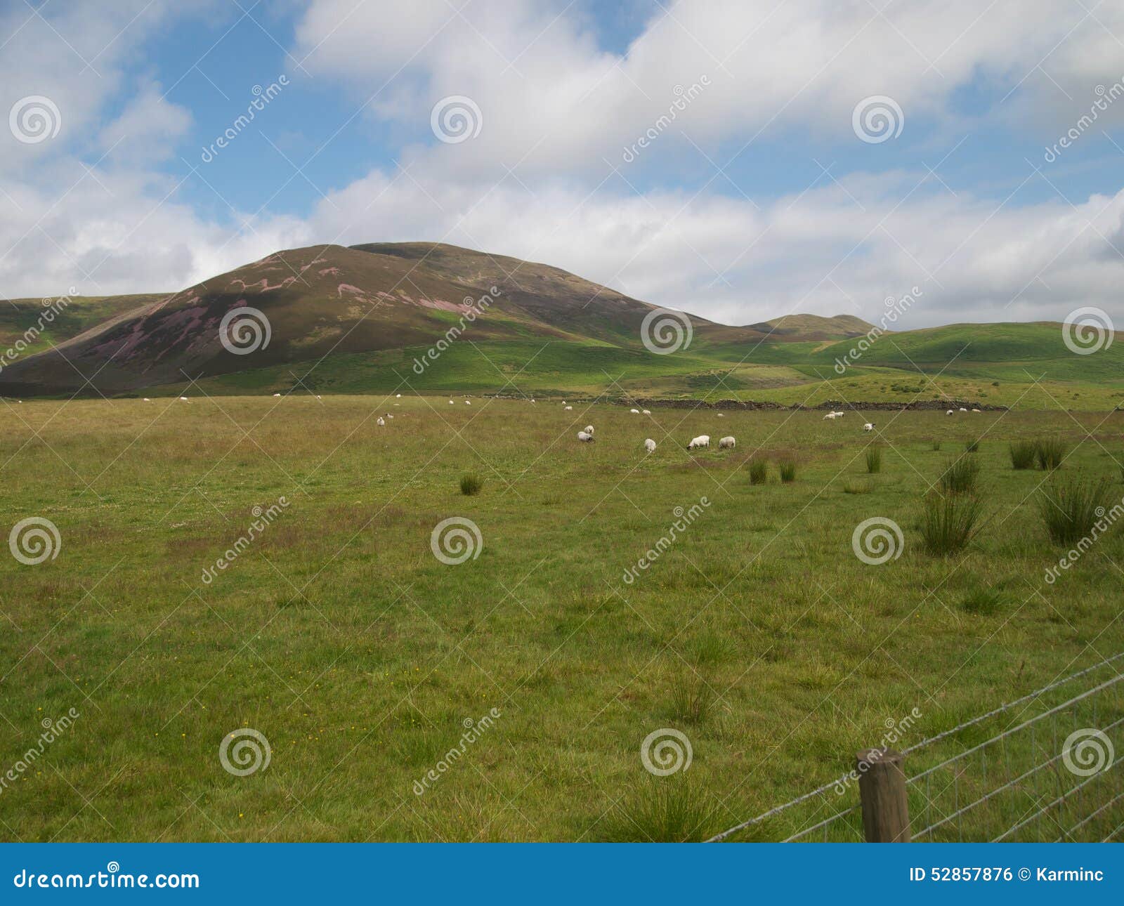 Sheep Grazing in Field in Scotland Stock Photo - Image of feeding ...