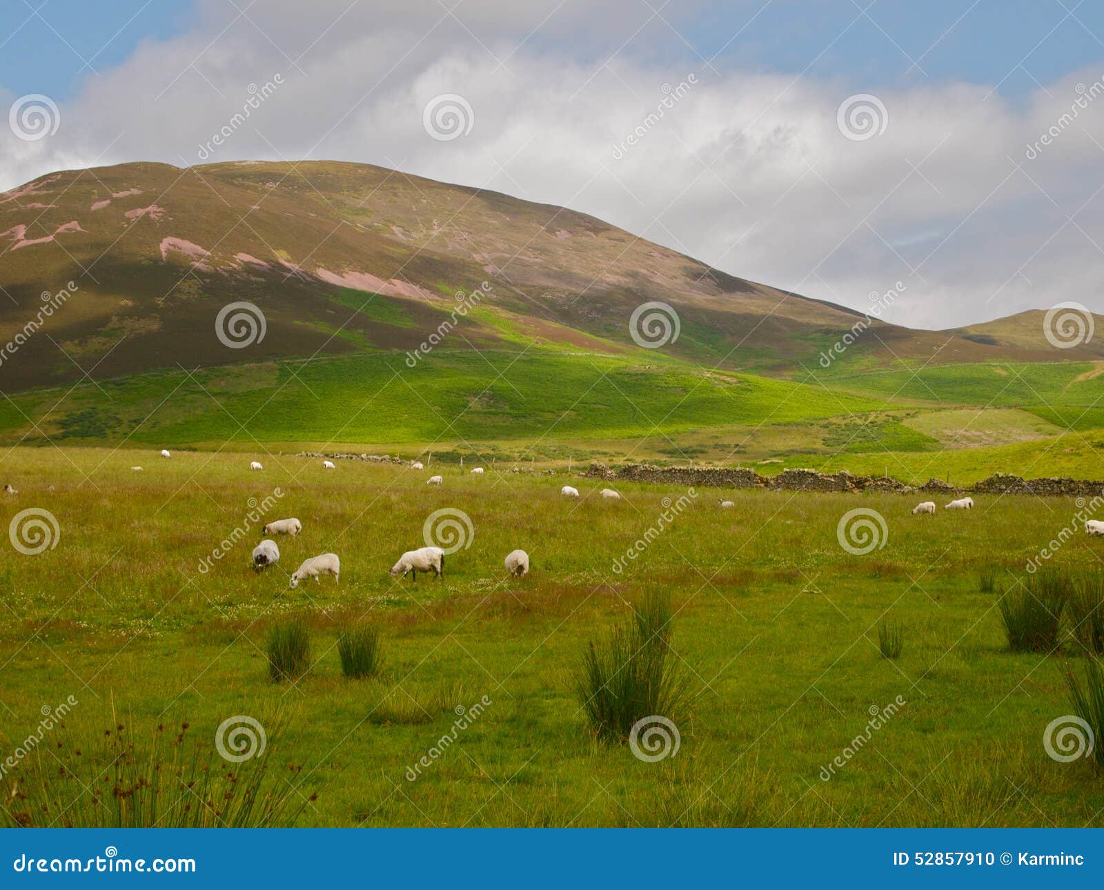 Sheep Grazing in Field in Scotland Stock Photo - Image of ranch, plain ...