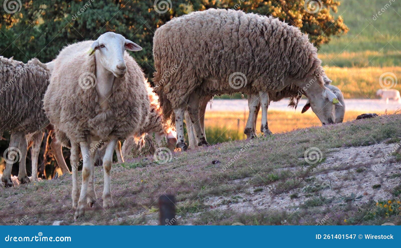 Sheep Grazing in the Field on a Sunny Day Stock Image - Image of ...