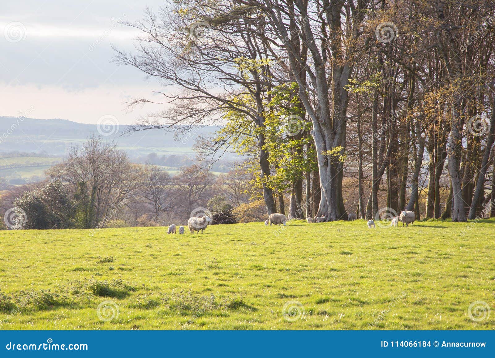 Sheep Grazing in Fields Devon Uk Stock Photo - Image of lambs, golden ...