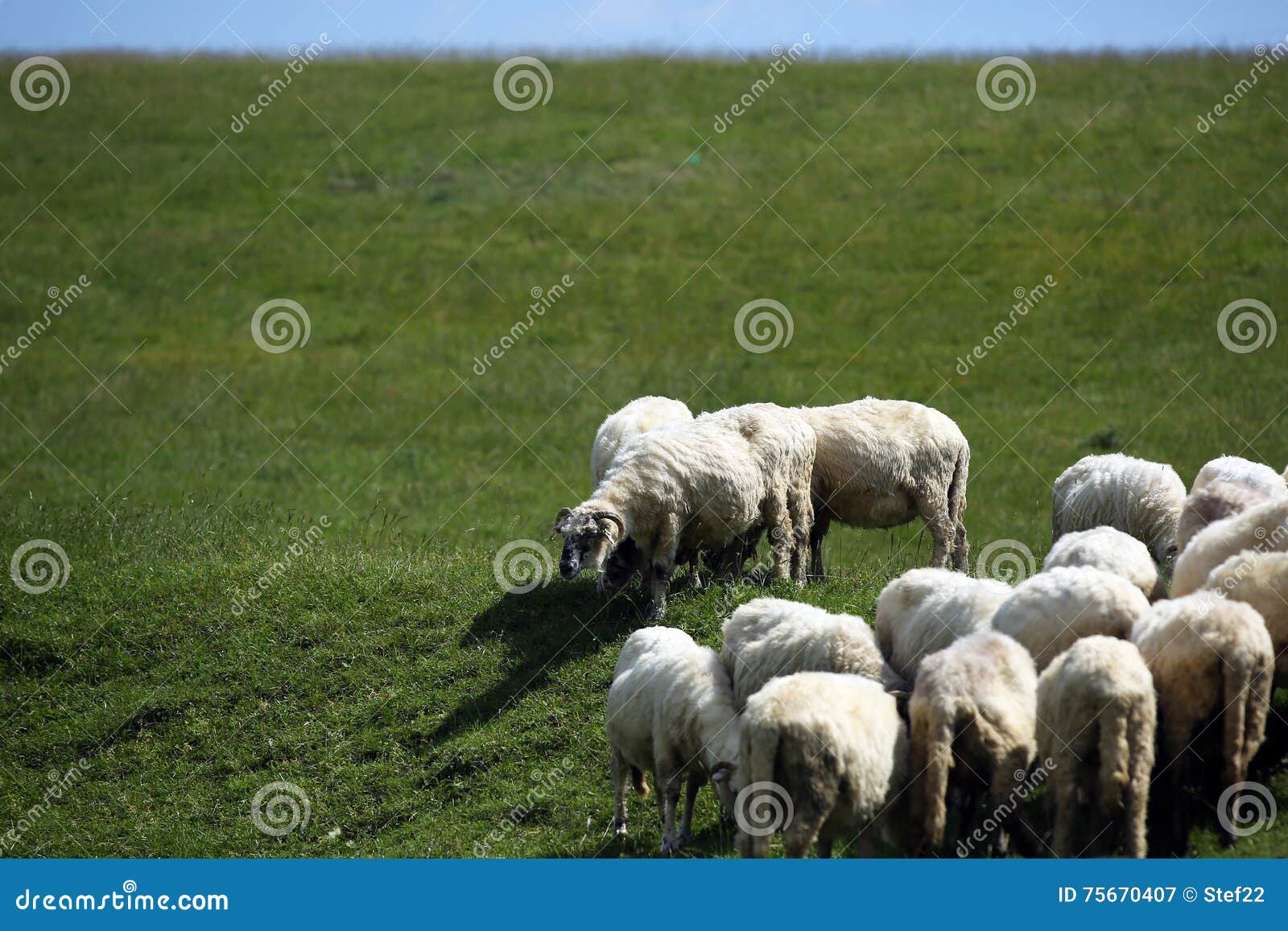 Sheep grazing stock image. Image of barn, grassy, herd - 75670407