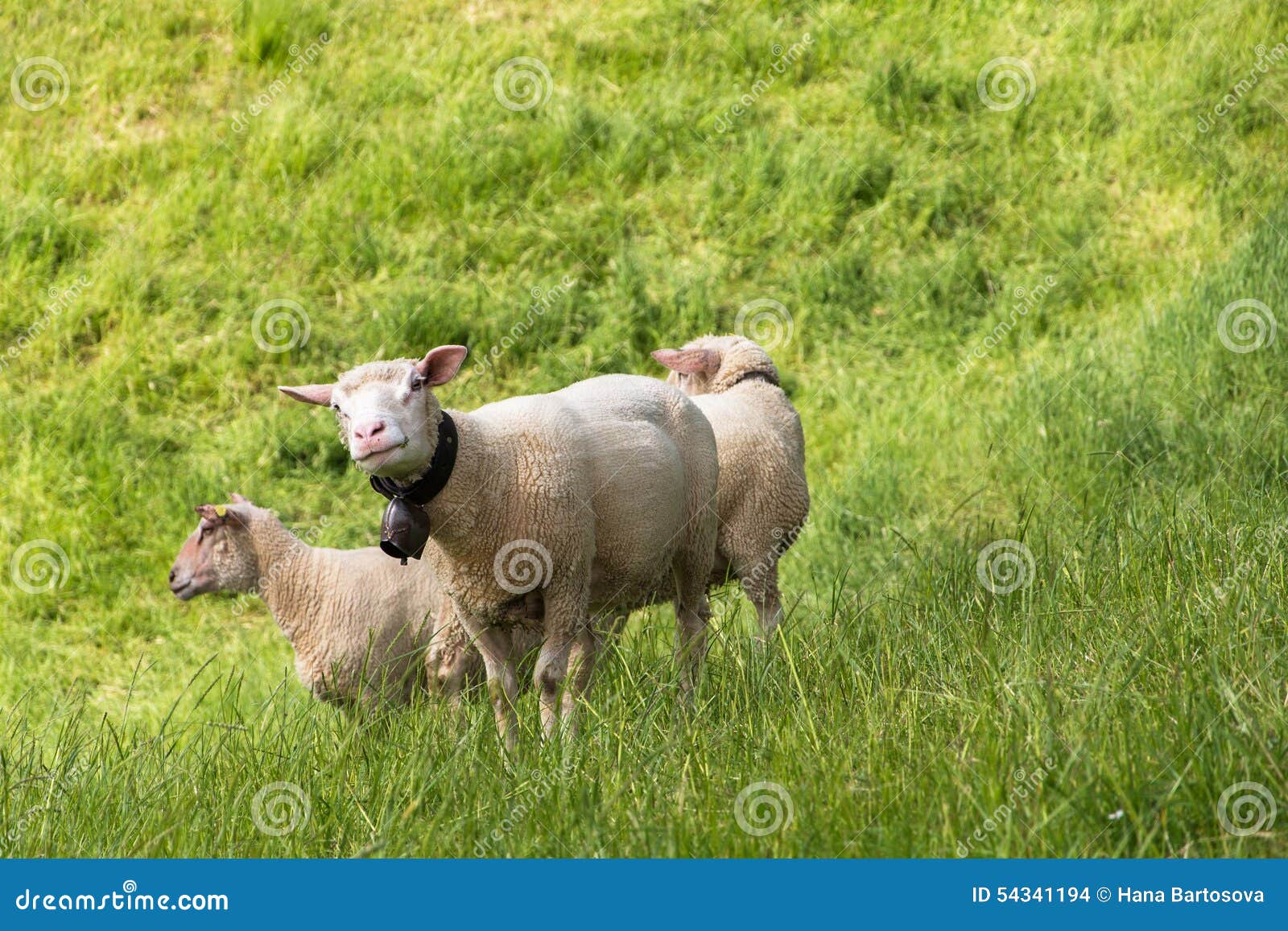 Sheep Grazing on Fresh Green Grass Stock Photo - Image of fluffy ...
