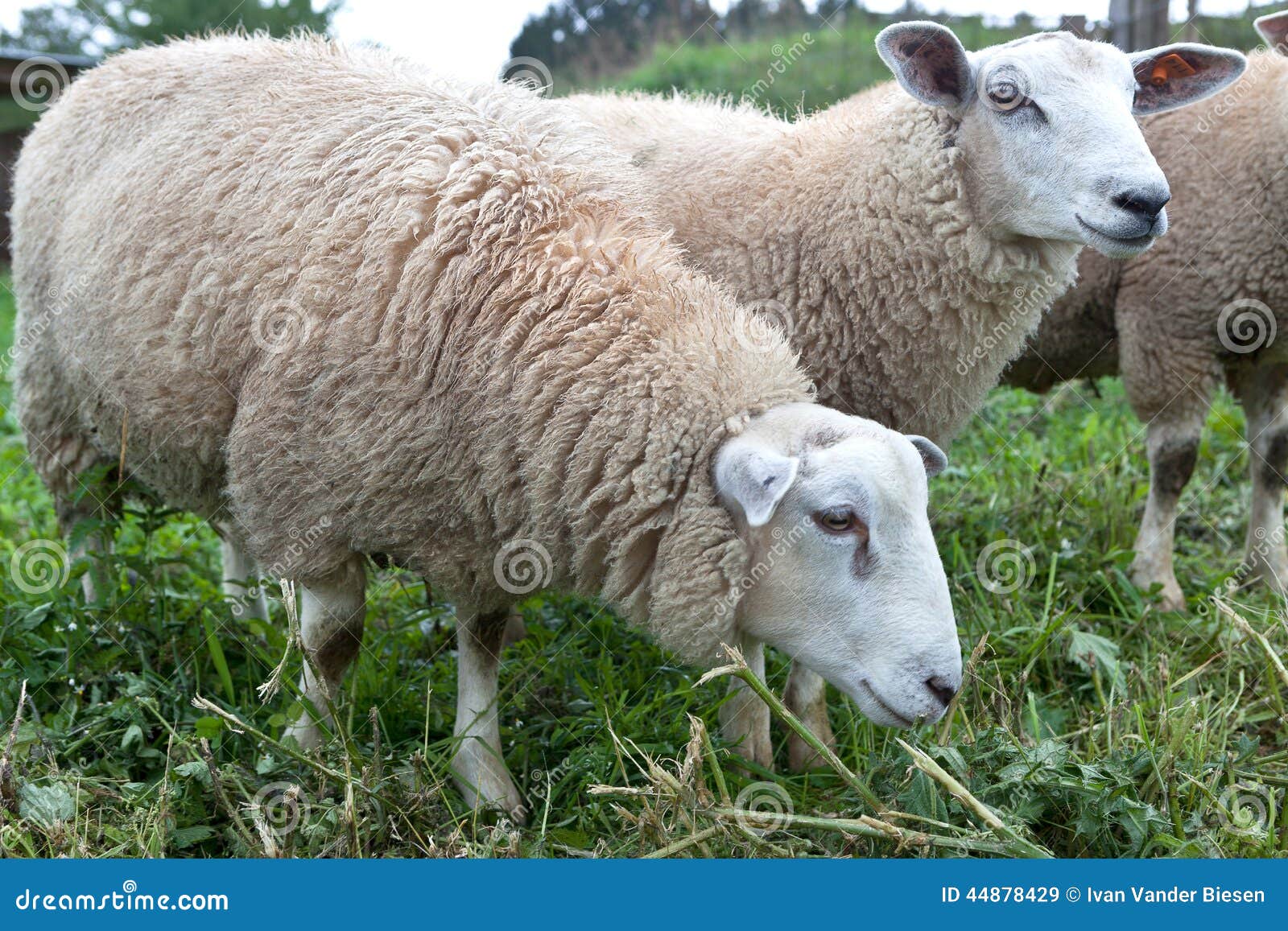 Sheep grazing grassland stock image. Image of green, field - 44878429