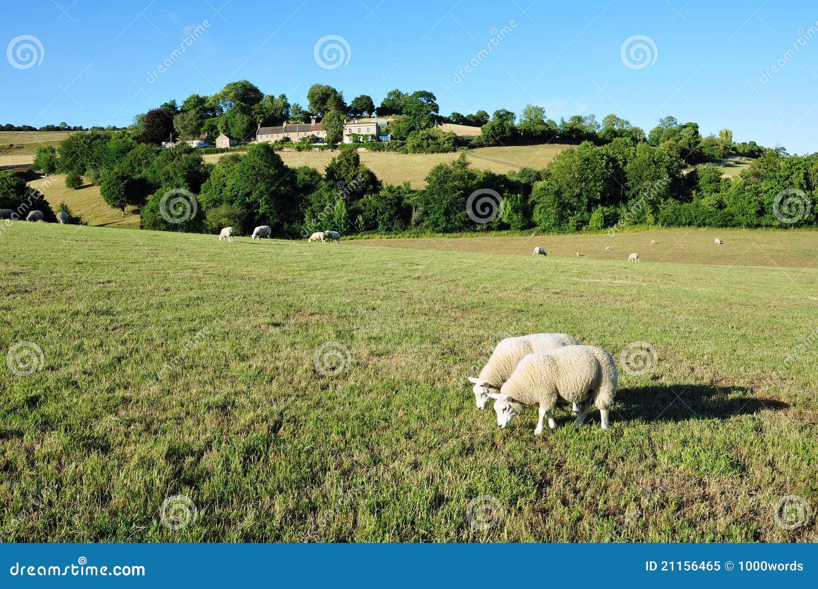Sheep Grazing Royalty-Free Stock Photo | CartoonDealer.com #1727577