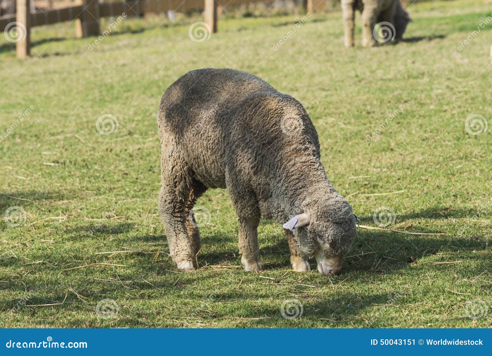Sheep Grazing in a Green Field Stock Image - Image of countryside ...