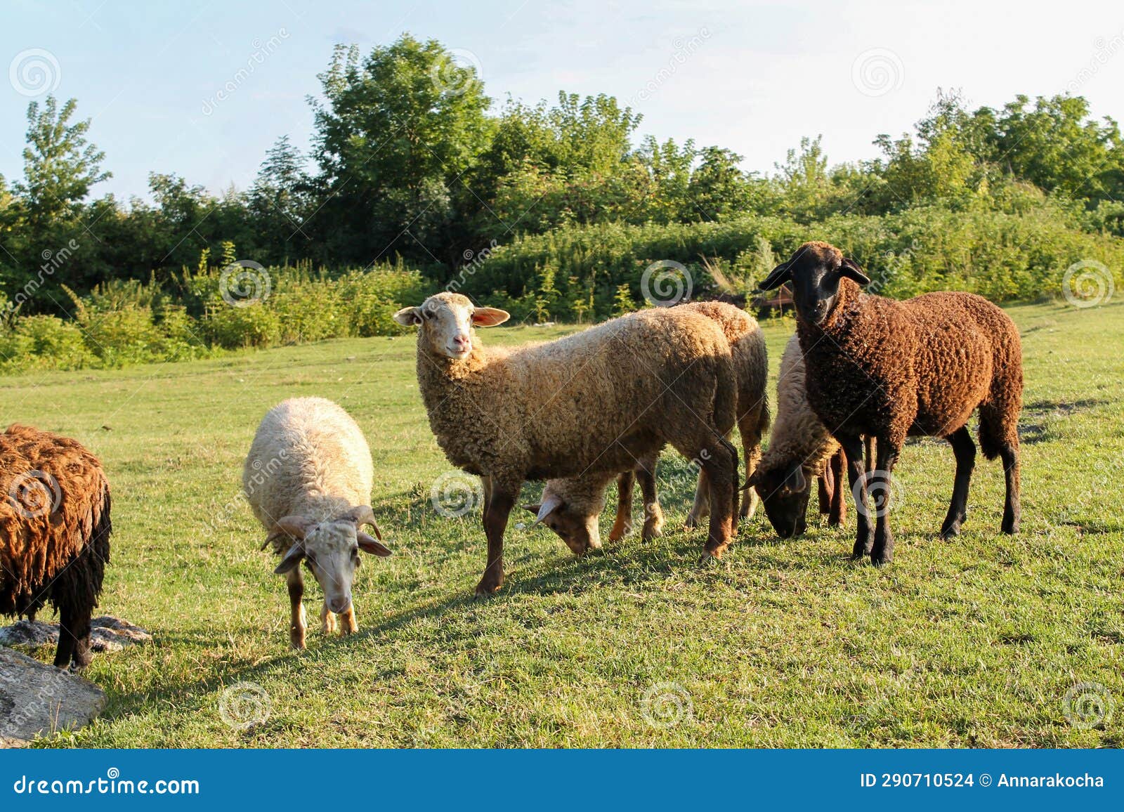 Sheep Grazing on Green Meadow at Sunset. Flock of Sheep Resting on ...