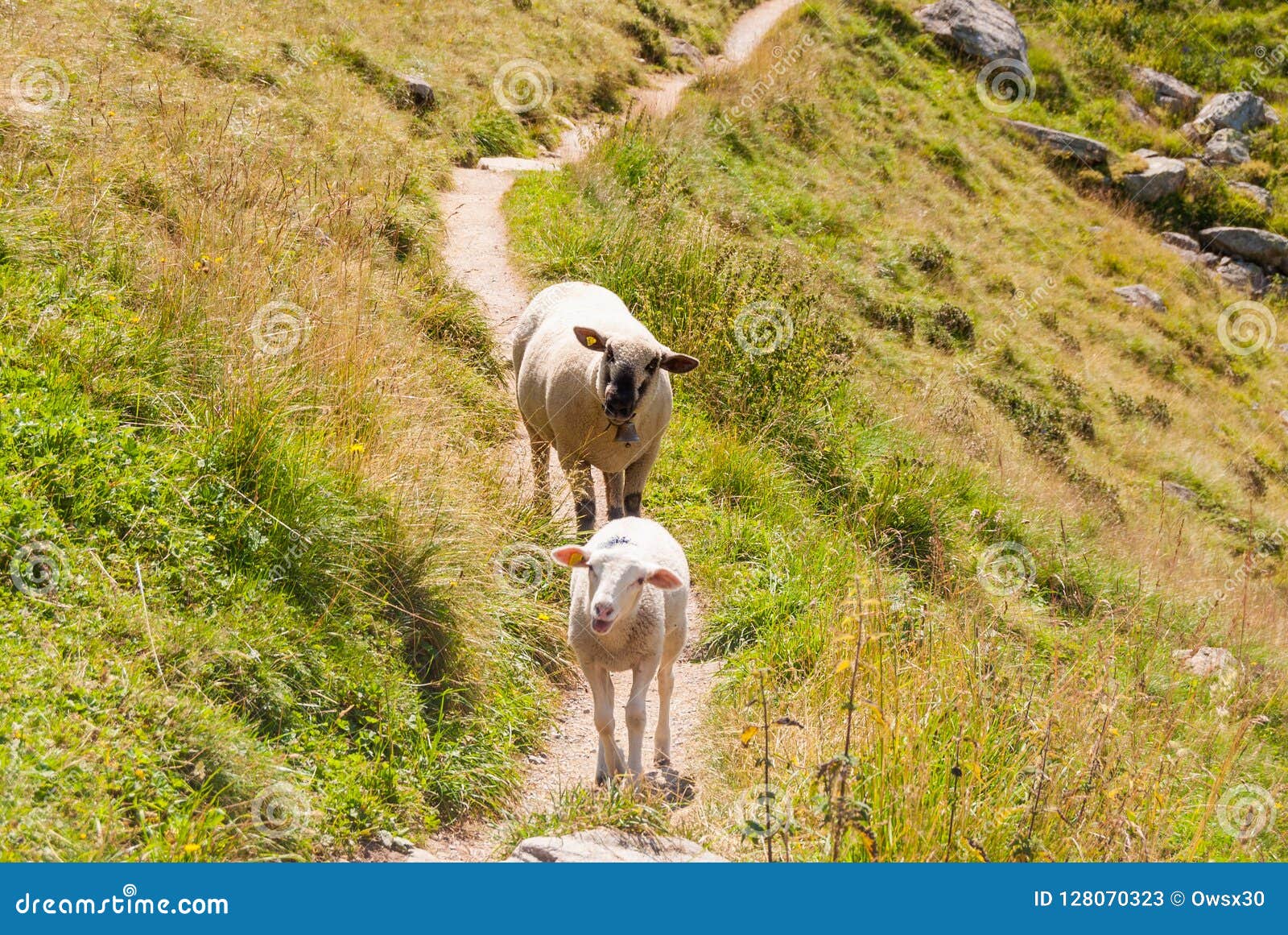 Sheep Grazing on a High Pasture in the Swiss Alps Stock Image - Image ...