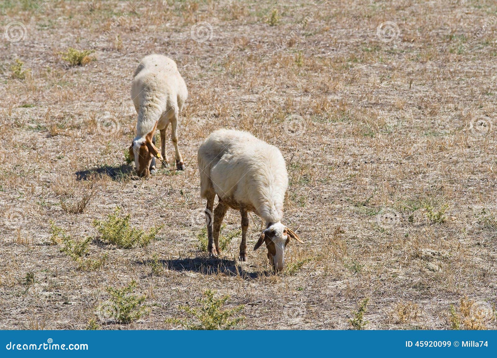 Sheep grazing. stock image. Image of creature, farmyard - 45920099