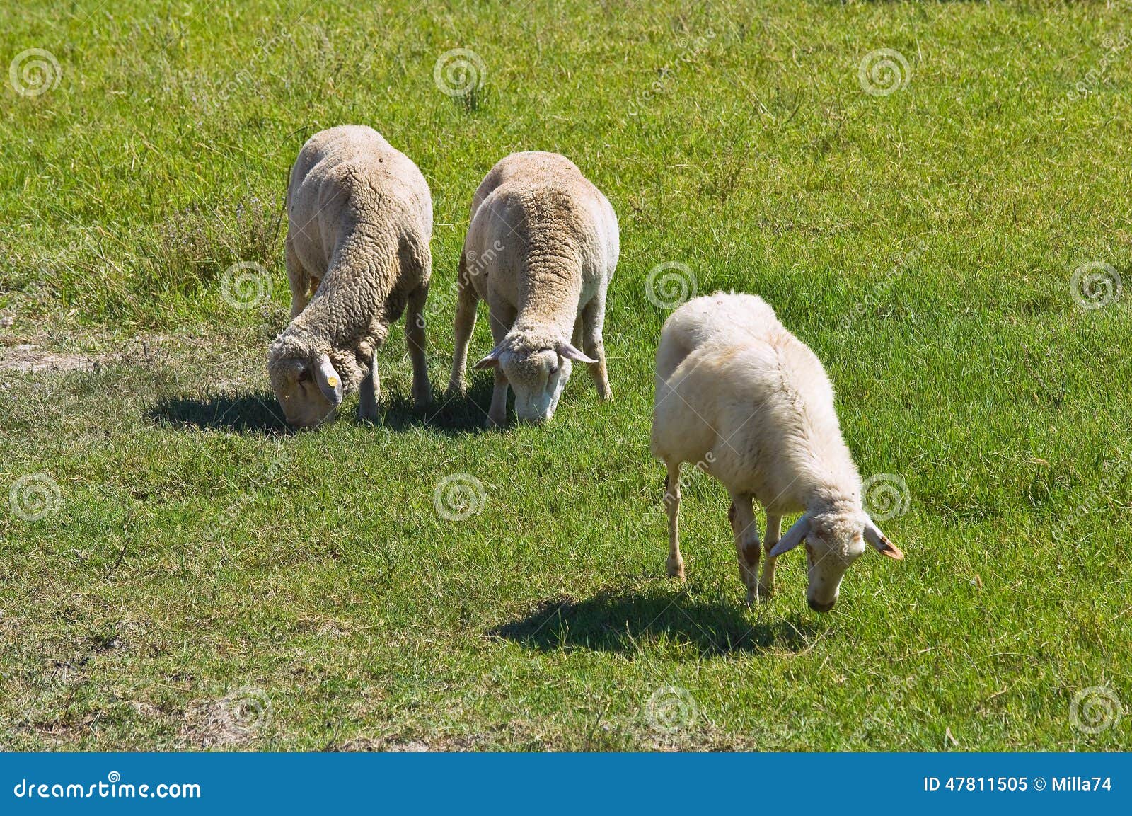 Sheep grazing. stock image. Image of city, exterior, herbivorous - 47811505