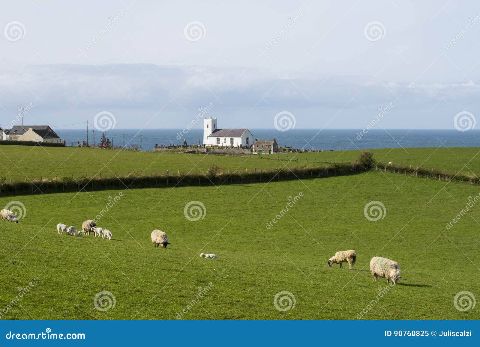 Sheep Grazing on Irish Coastline Stock Image - Image of nature ...