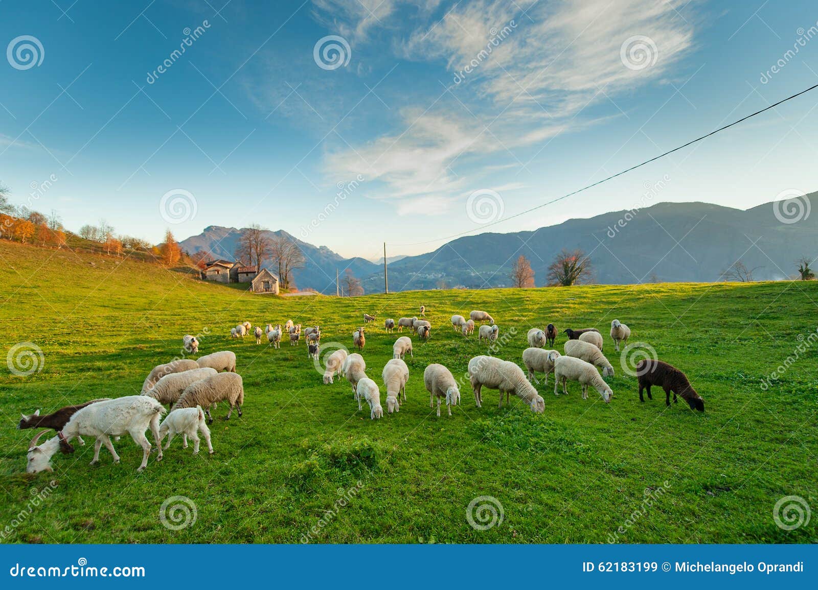 Sheep Grazing on the Italian Alps Stock Image - Image of green, farm ...