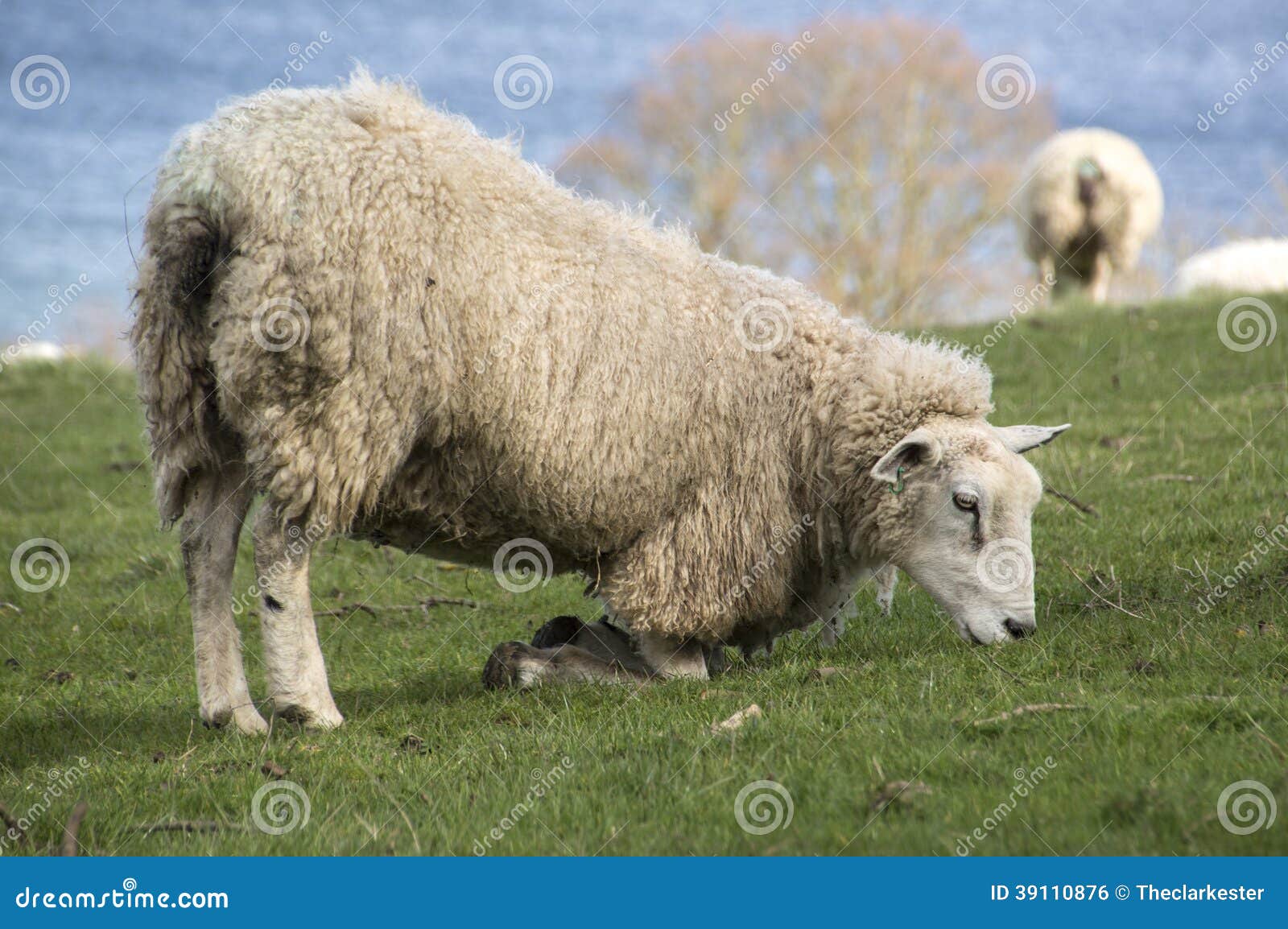 Sheep Grazing by Kneeling Down Stock Photo - Image of animals, head ...