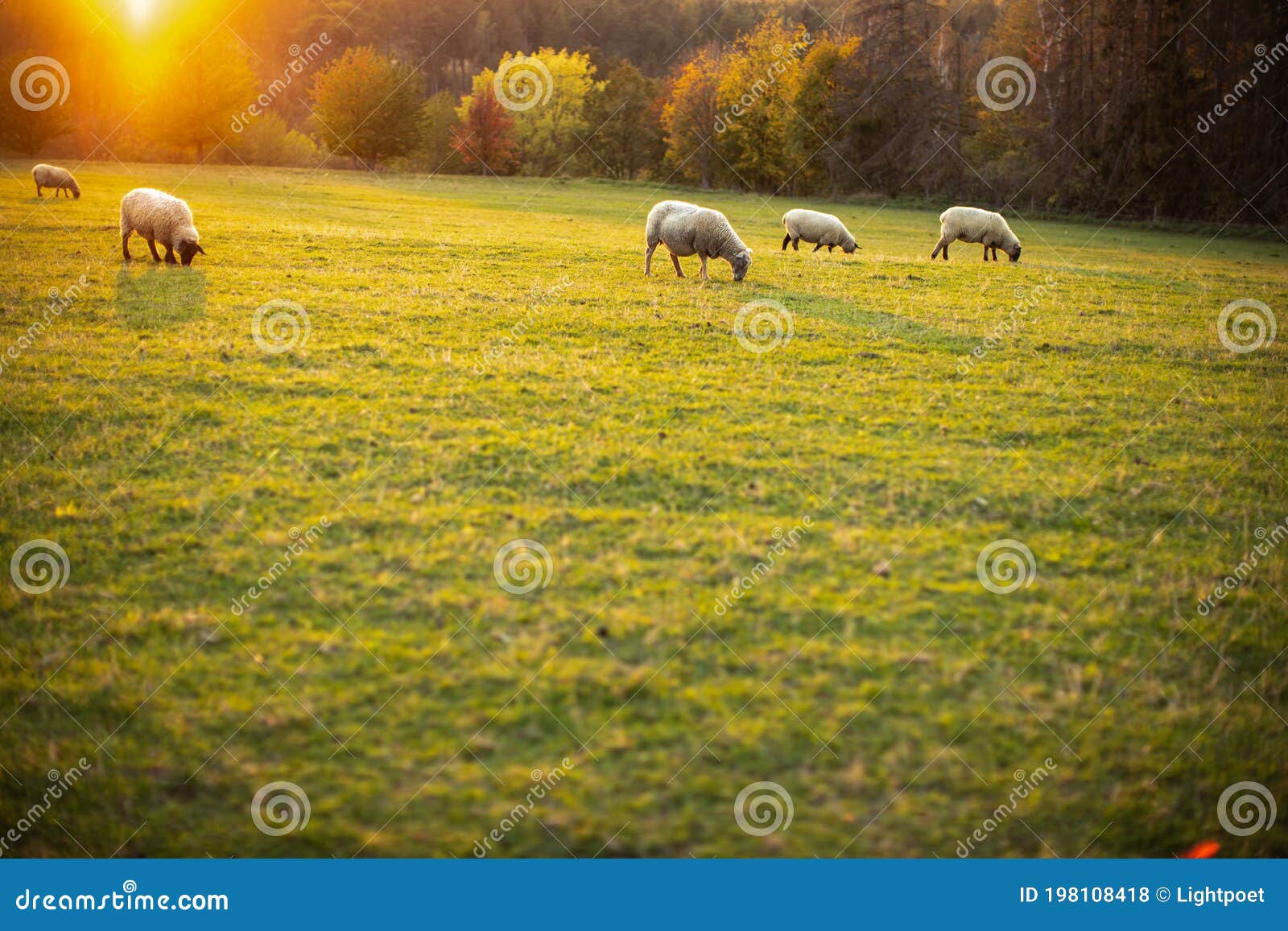 Sheep Grazing on Lush Green Pastures Stock Photo - Image of field ...