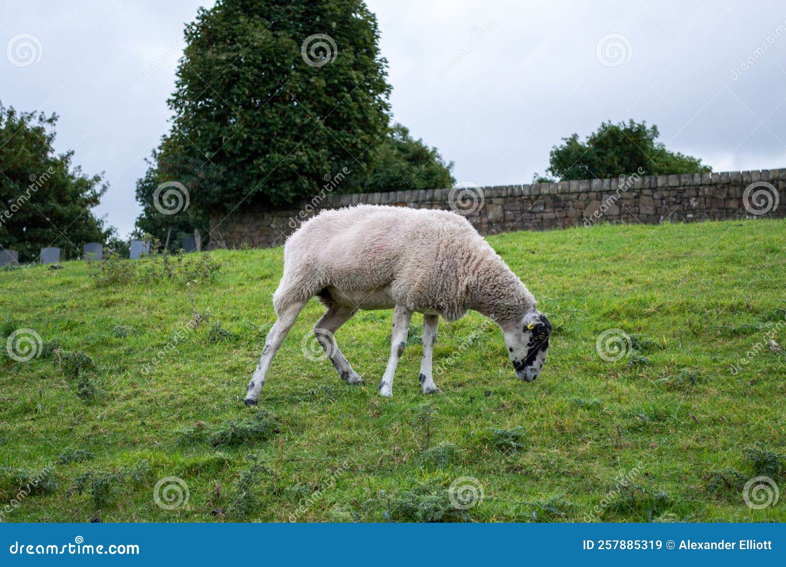 A Sheep Grazing in a Meadow Stock Image - Image of herd, mammal: 257885319