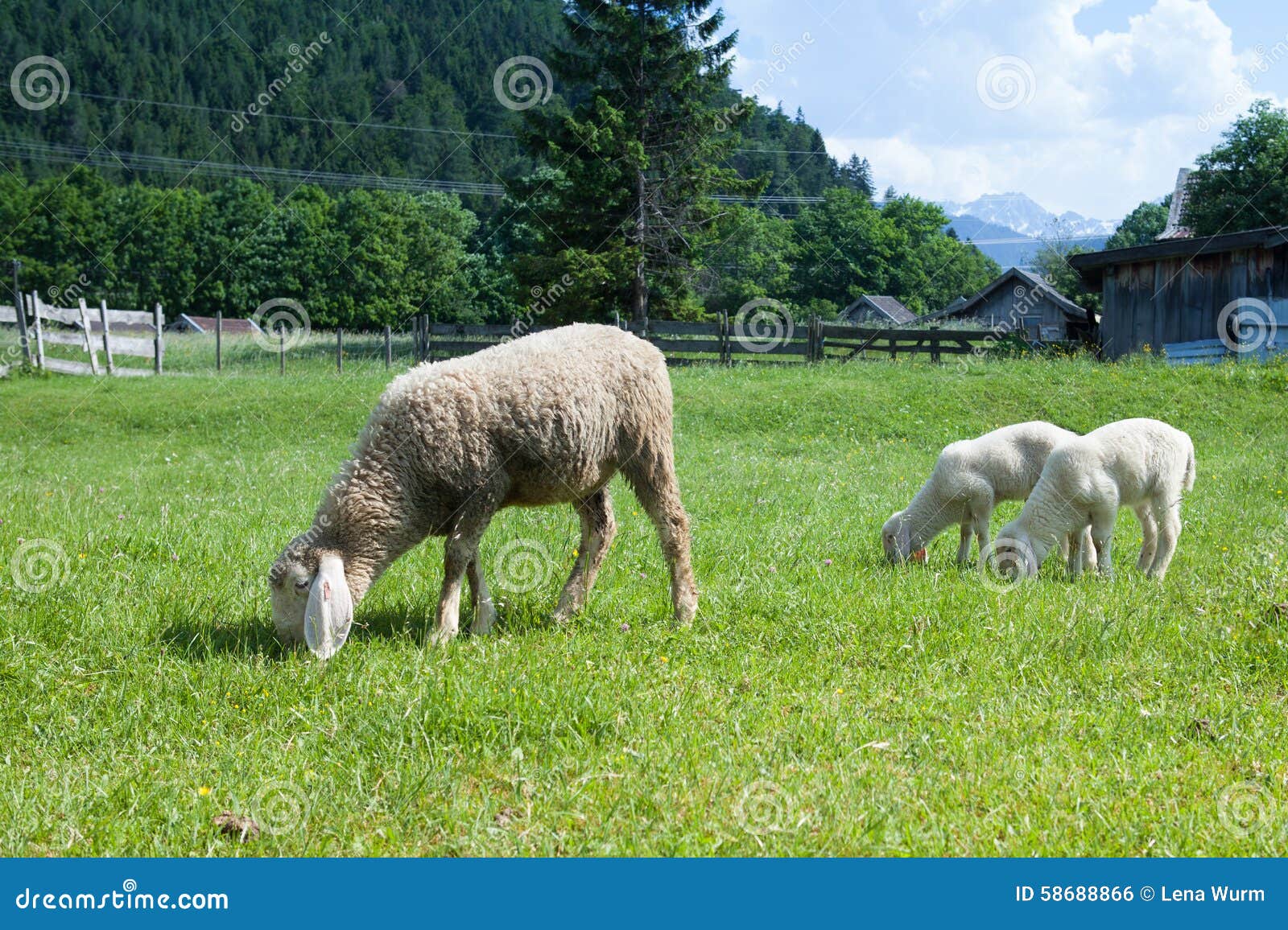 Sheep Grazing in the Meadows of Bavaria Stock Photo - Image of fleecy ...