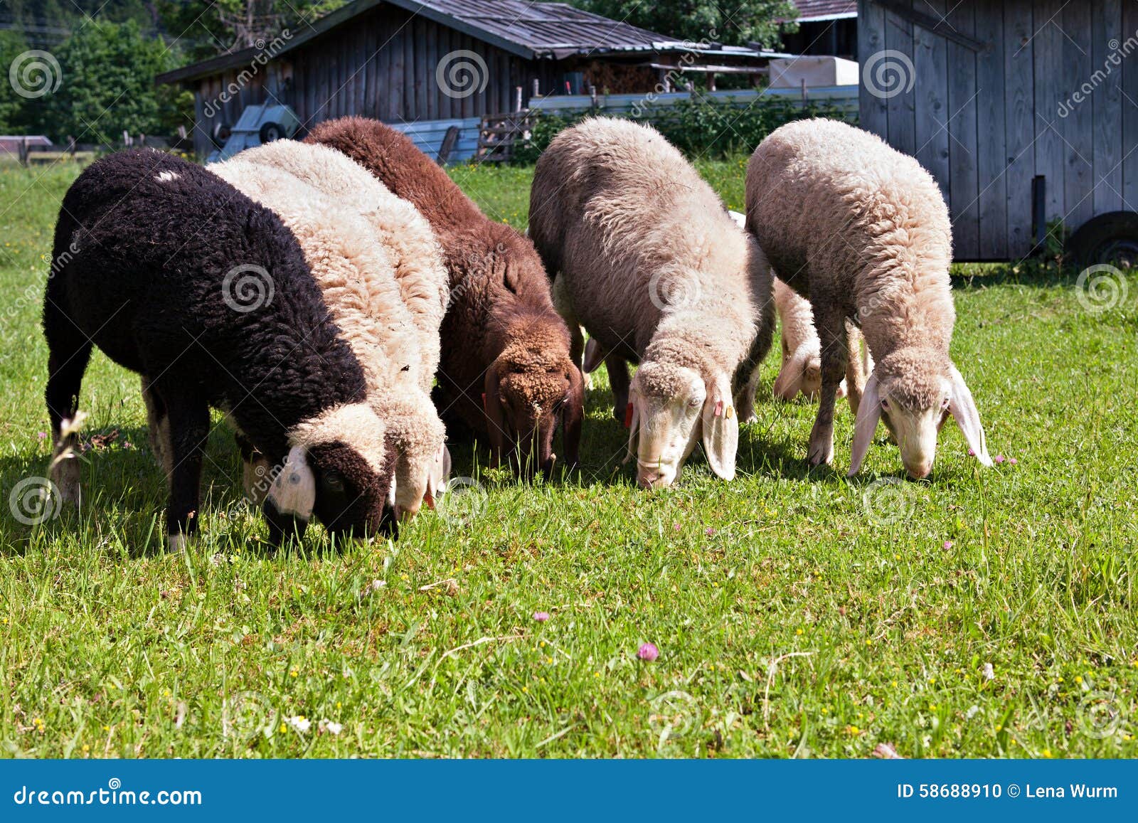 Sheep Grazing in the Meadows of Bavaria Stock Photo - Image of germany ...