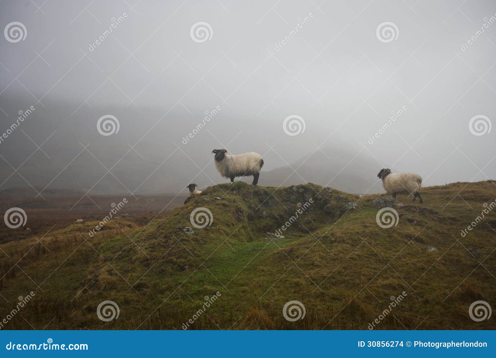 Sheep Grazing on Misty Farm Stock Photo - Image of daytime, sheep: 30856274