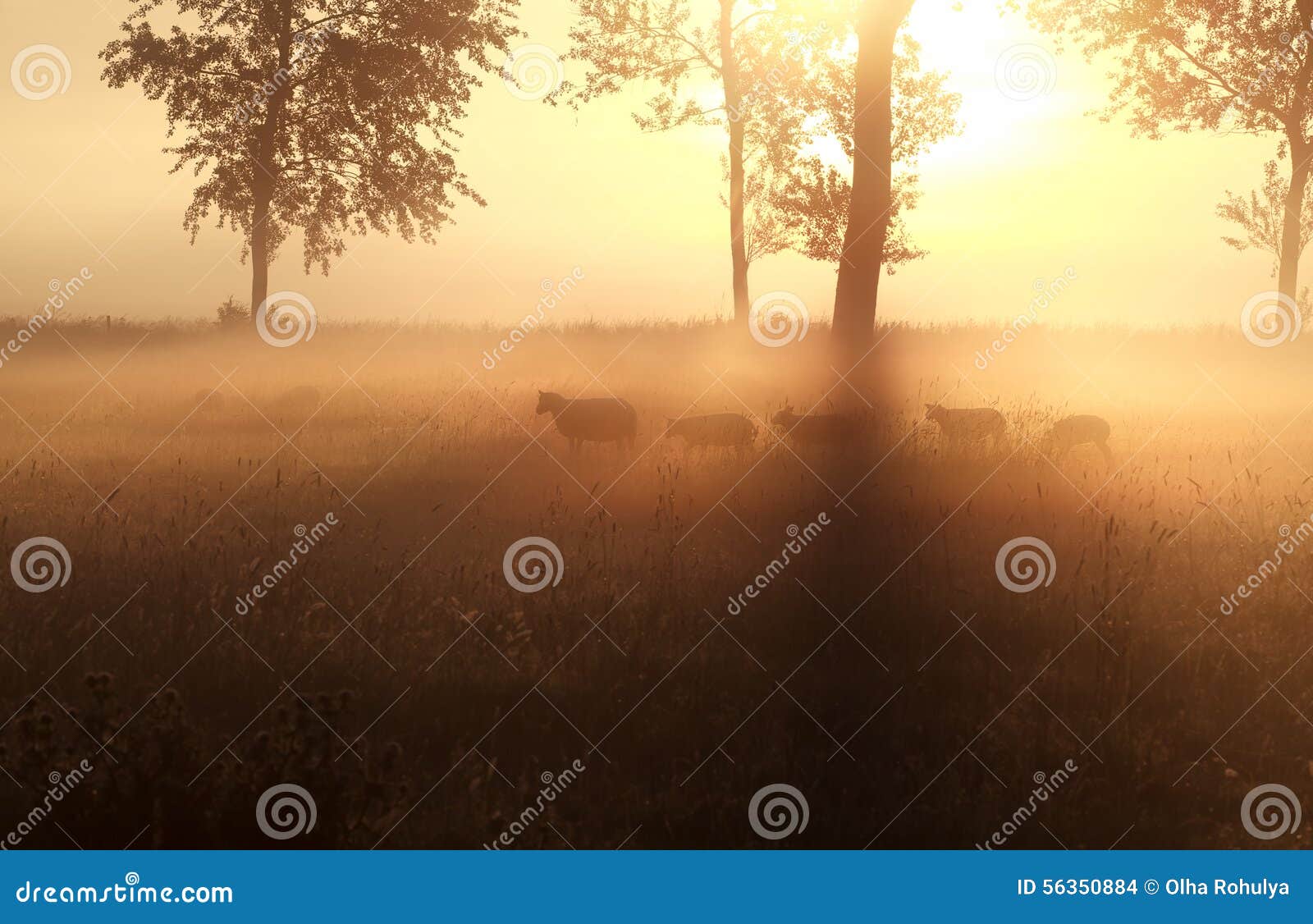 Sheep Grazing on Misty Sunrise Pasture Stock Photo - Image of scenery ...