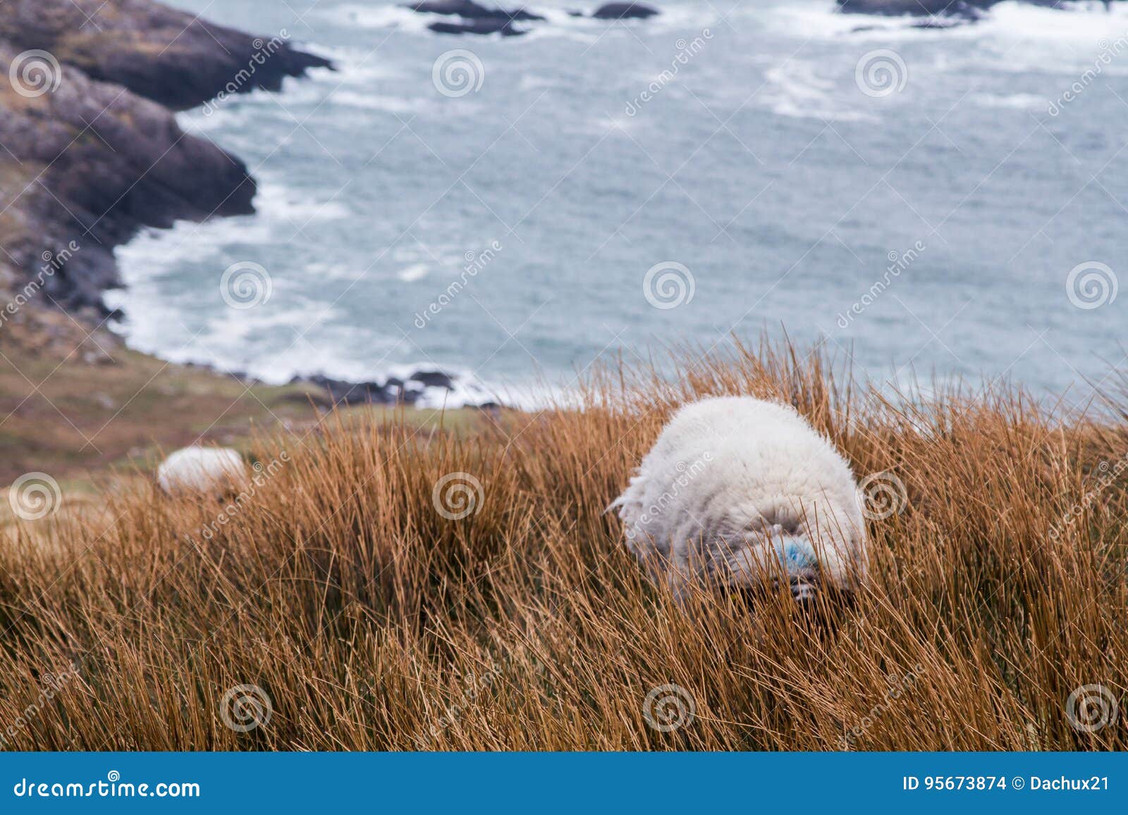 Sheep Grazing Near the Atlantic Ocean Stock Photo - Image of beautiful ...
