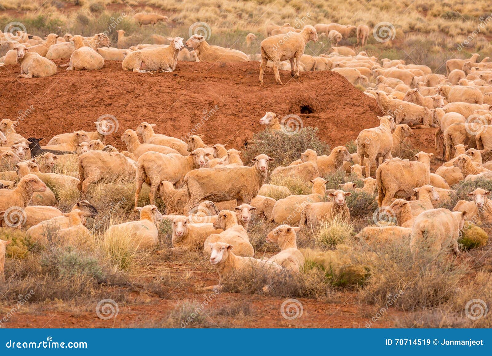 Sheep Grazing in Northern Arizona. Stock Image - Image of arizona ...