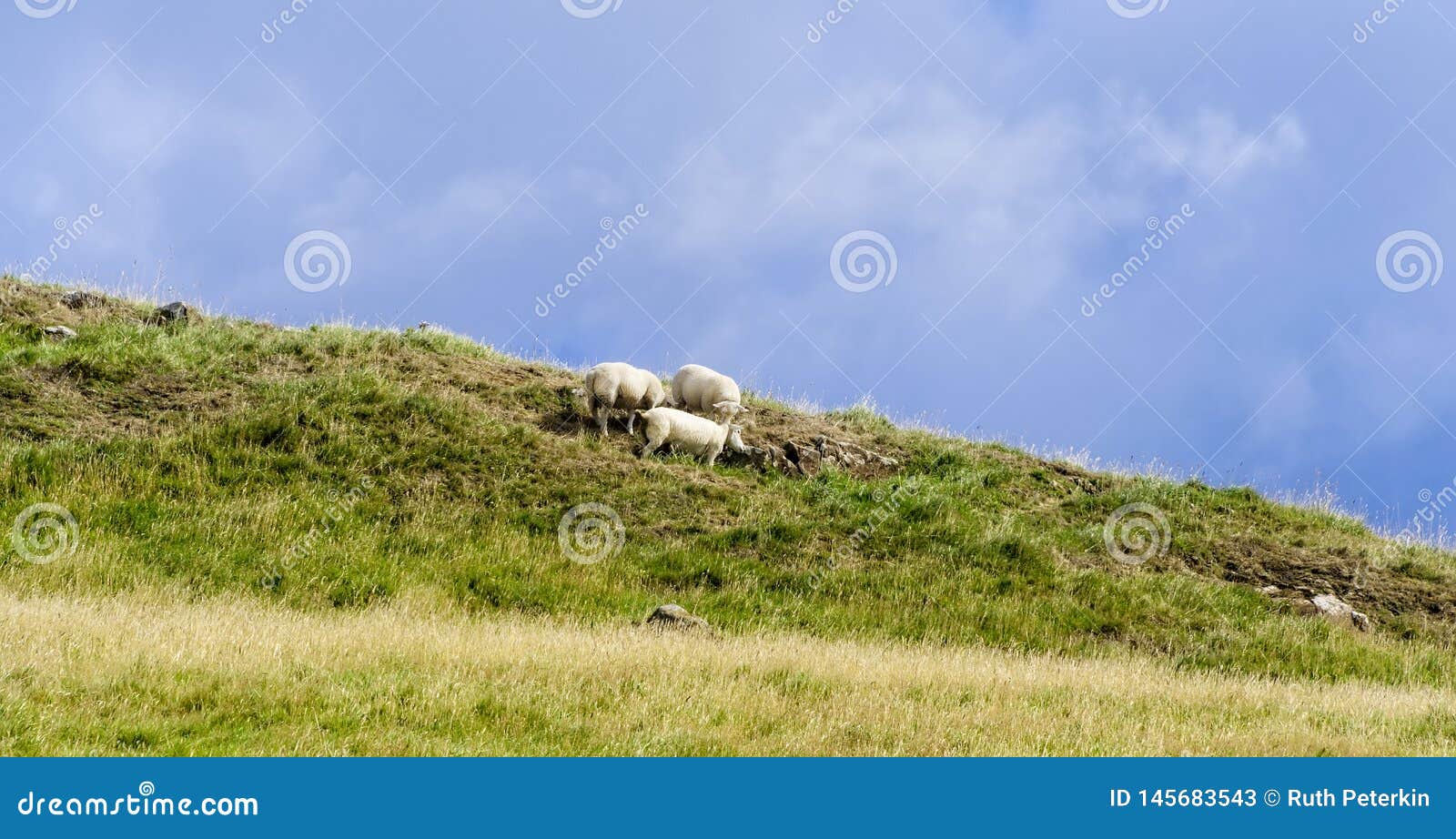 Sheep Grazing in Northern Ireland Stock Image - Image of white, pasture ...