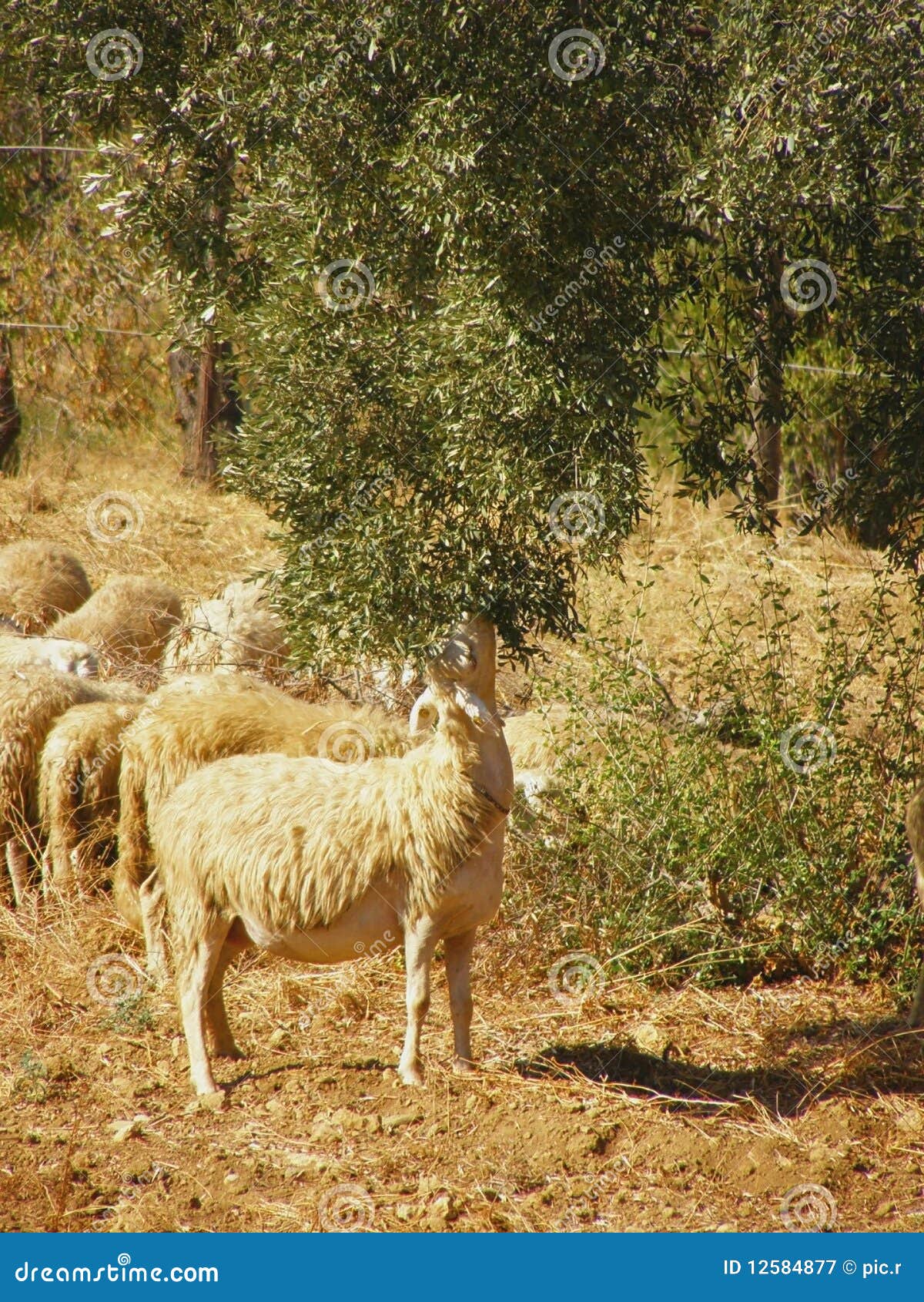 Sheep Grazing Olive Tree Leaves Stock Image - Image of animal, herd ...