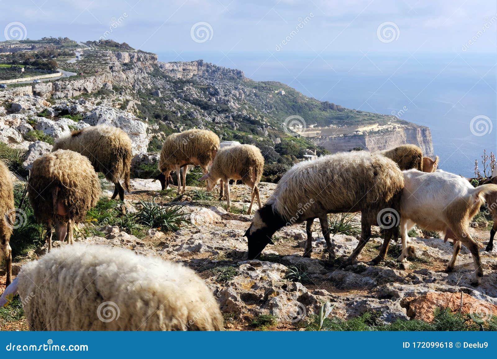 Sheep Grazing Over Dingli Cliffs in Malta Stock Photo - Image of flock ...